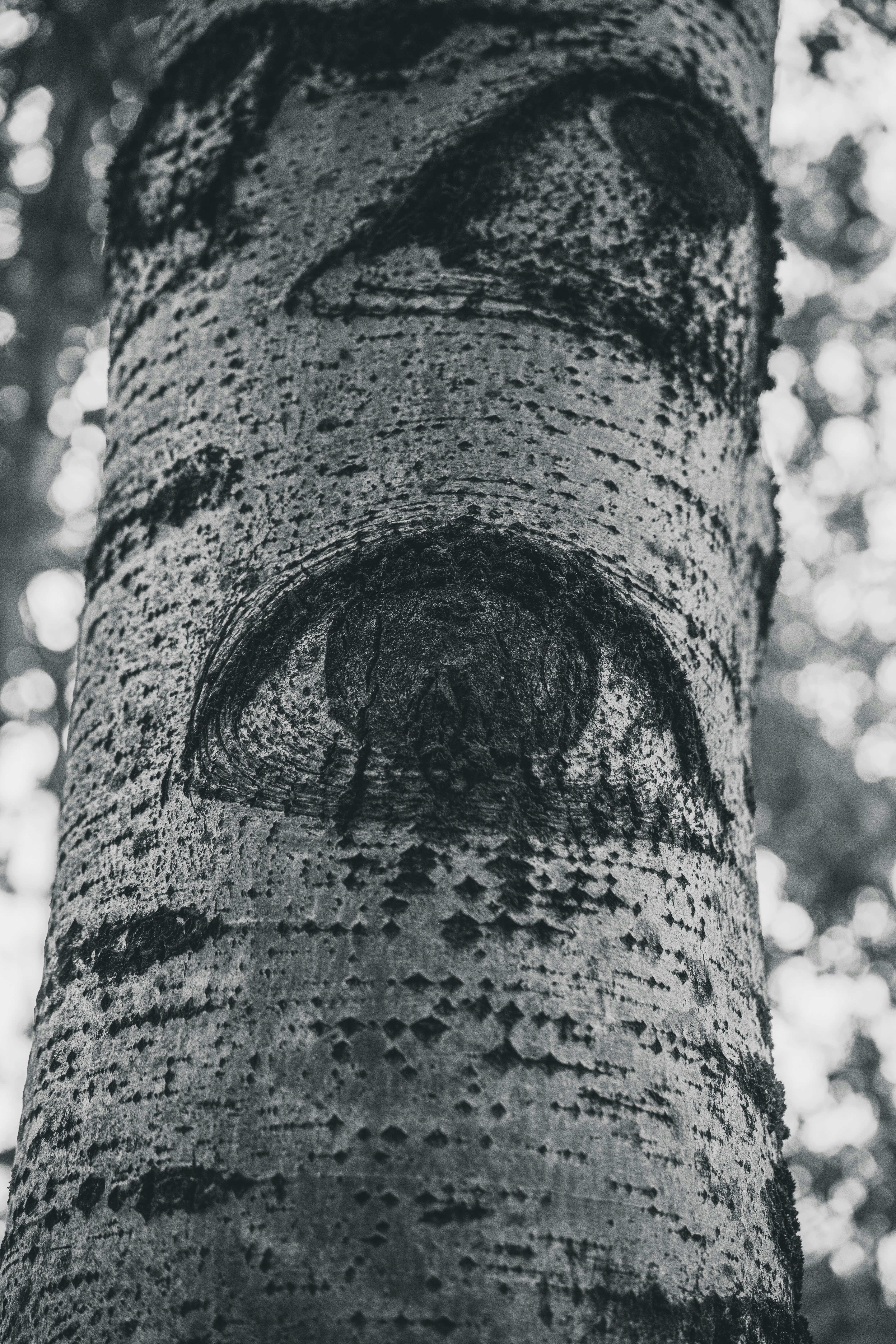 The Watchful Gaze of Nature