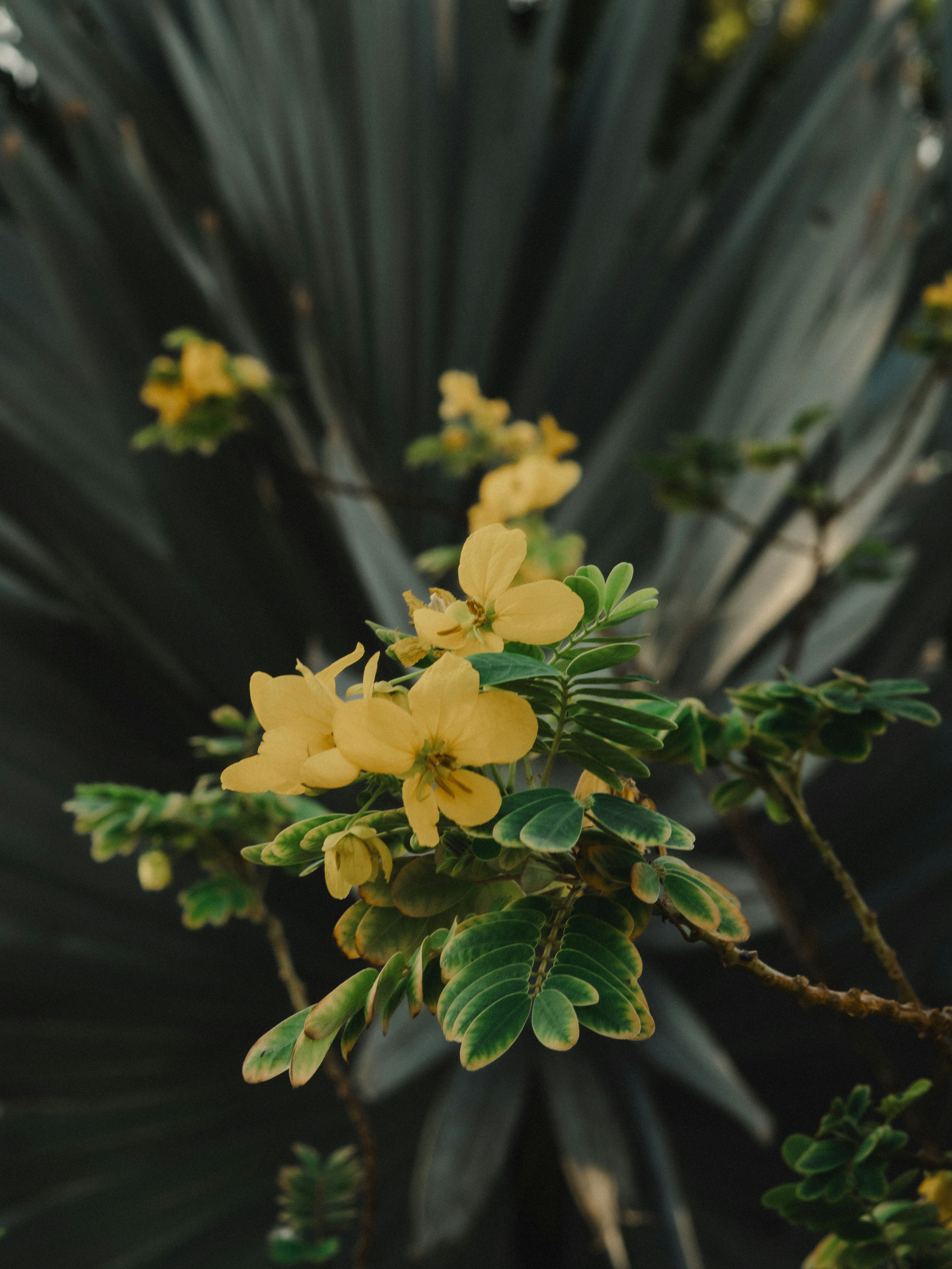 Whispers of Nature: A Floral Embrace