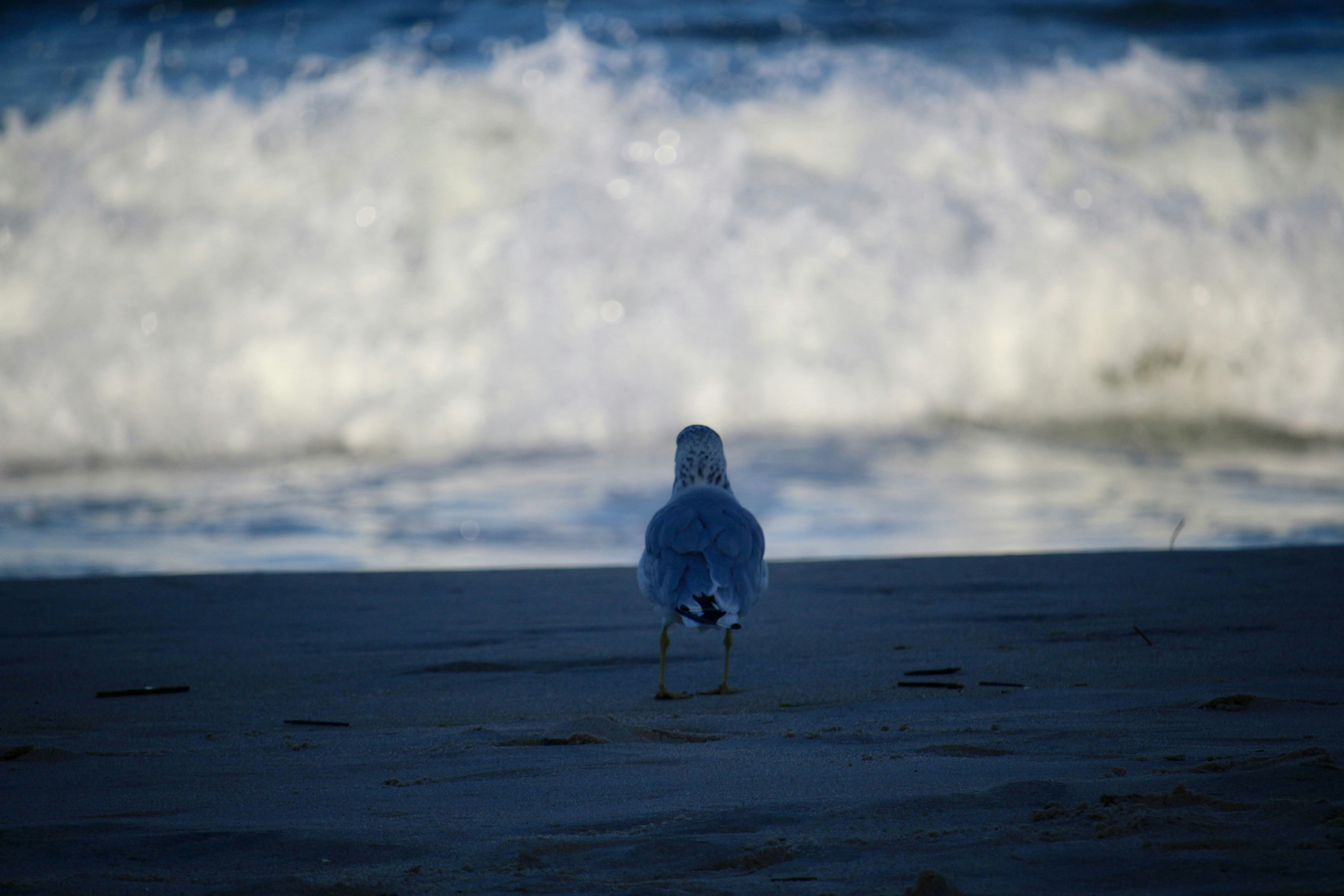Seagull's Solitude by the Shoreline