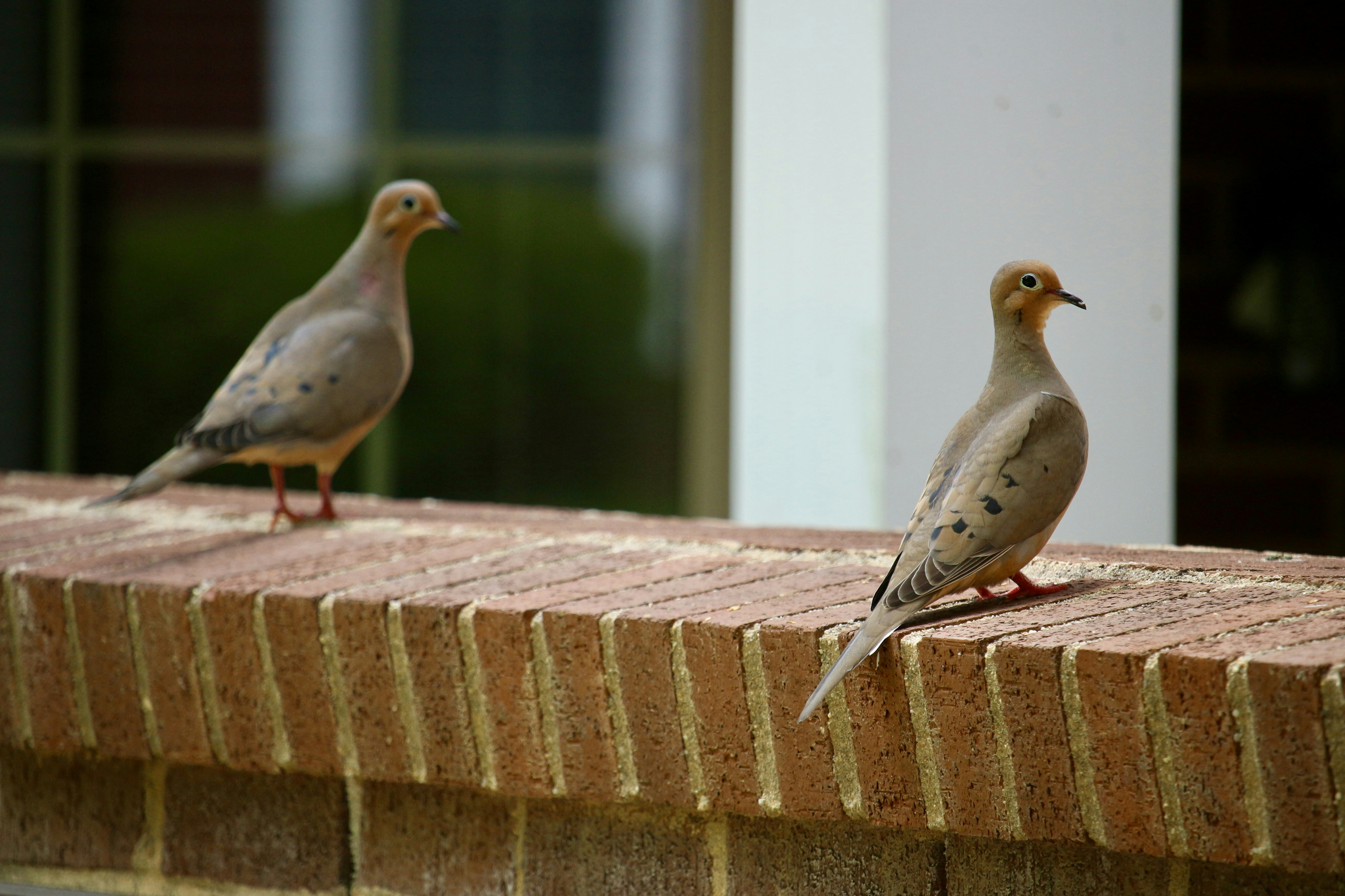 Doves in Quiet Contemplation
