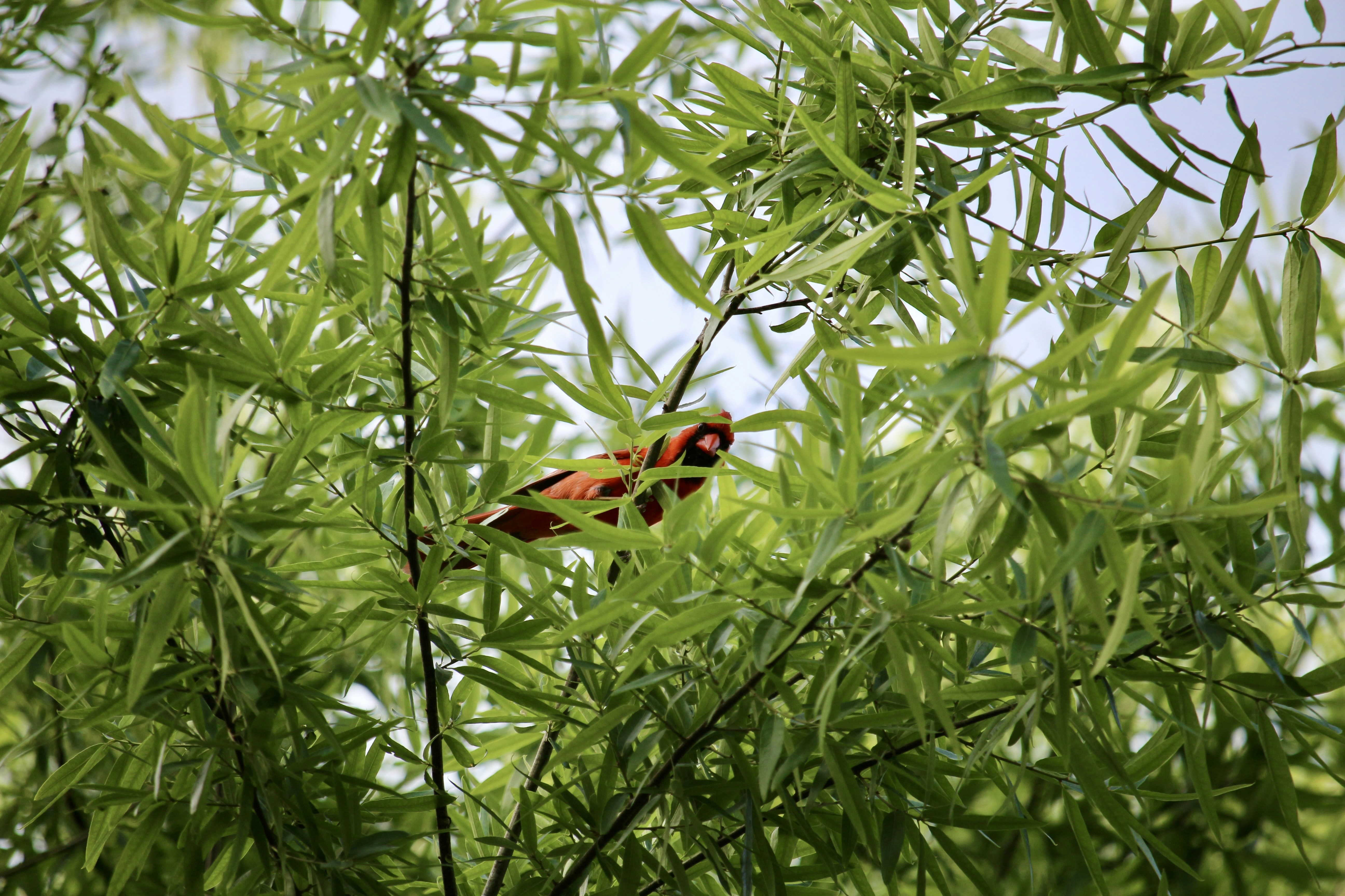 Crimson Wing in a Sea of Jade Bamboo