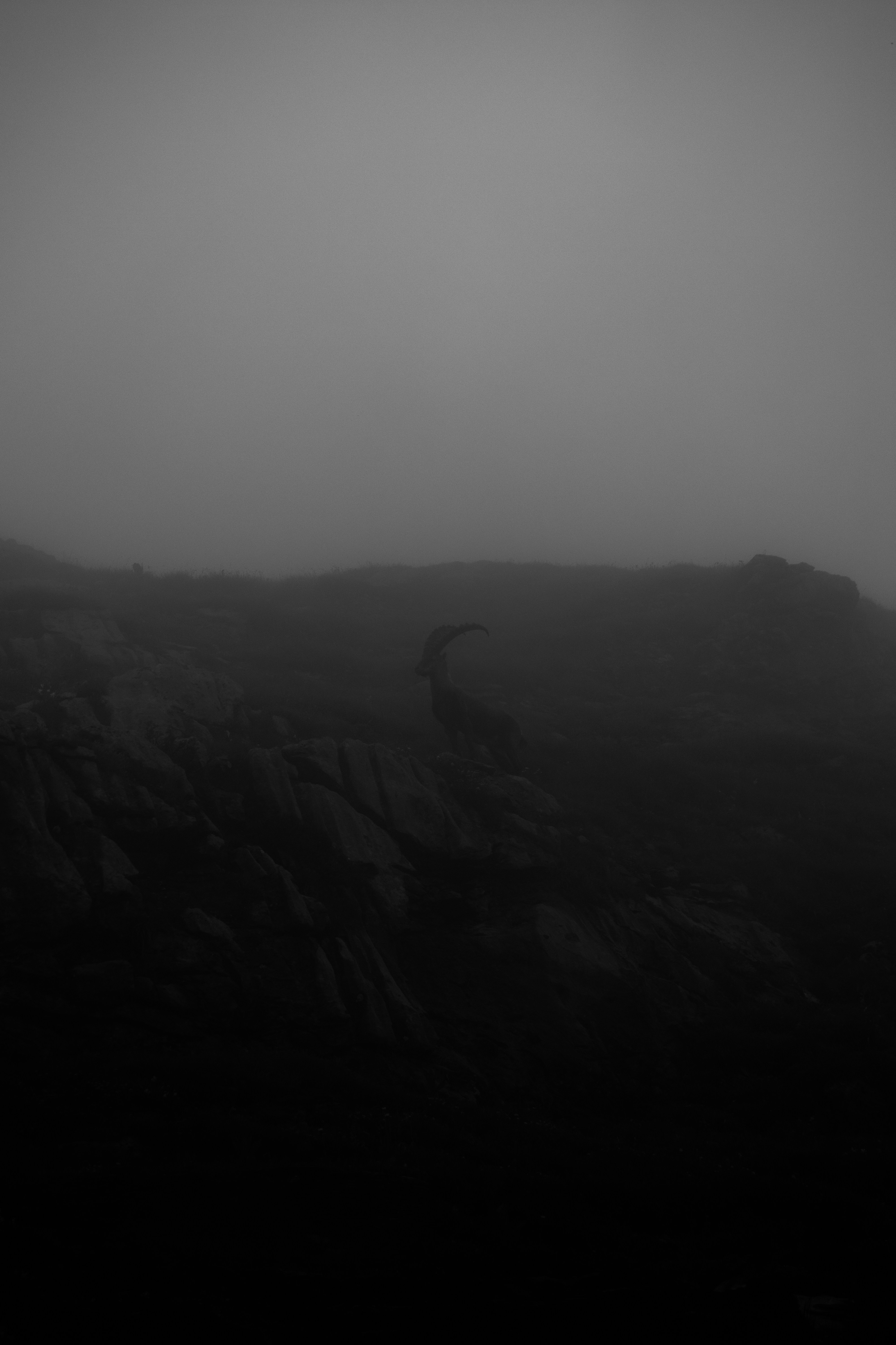 A lone mountain goat stands atop rugged rocks, shrouded in a thick fog that envelops the landscape. The monochrome tones enhance the atmosphere of solitude.