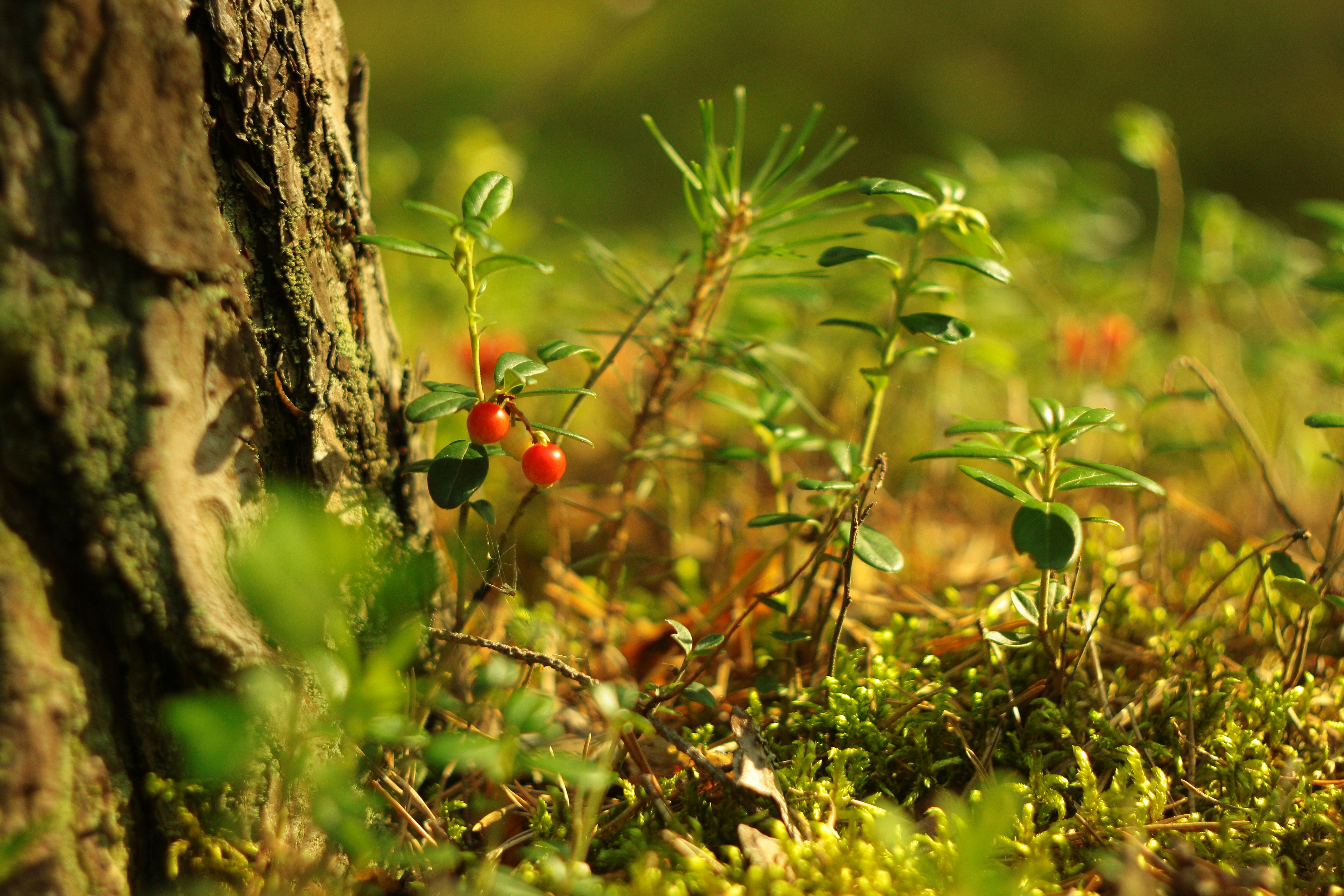 Vibrant red berries nestled among lush green foliage at the base of a tree, showcasing the intricate beauty of the forest ecosystem.