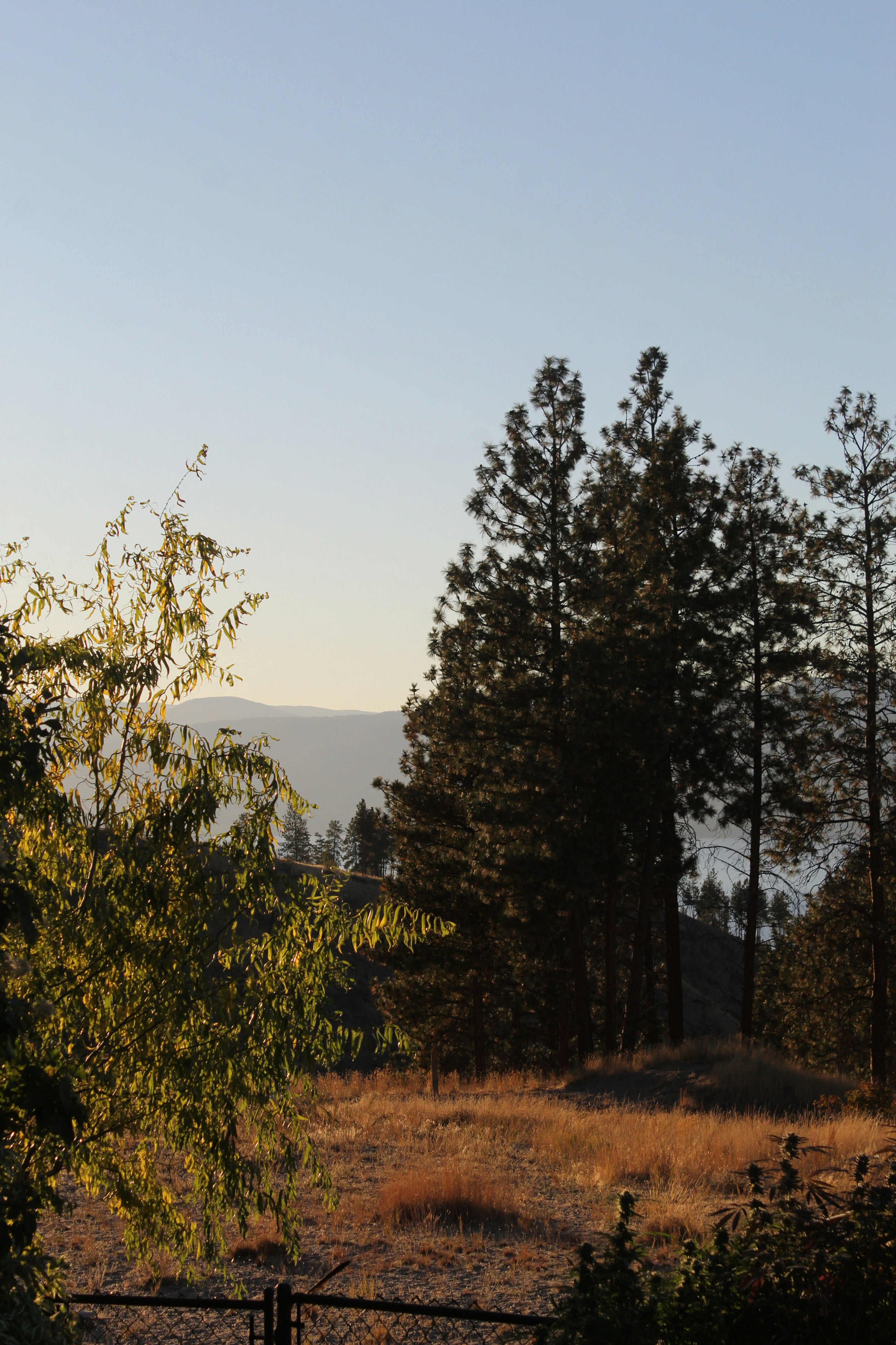 Sunlit landscape featuring lush green foliage and tall pine trees under a clear sky. The scene captures the tranquility of nature during the golden hour.