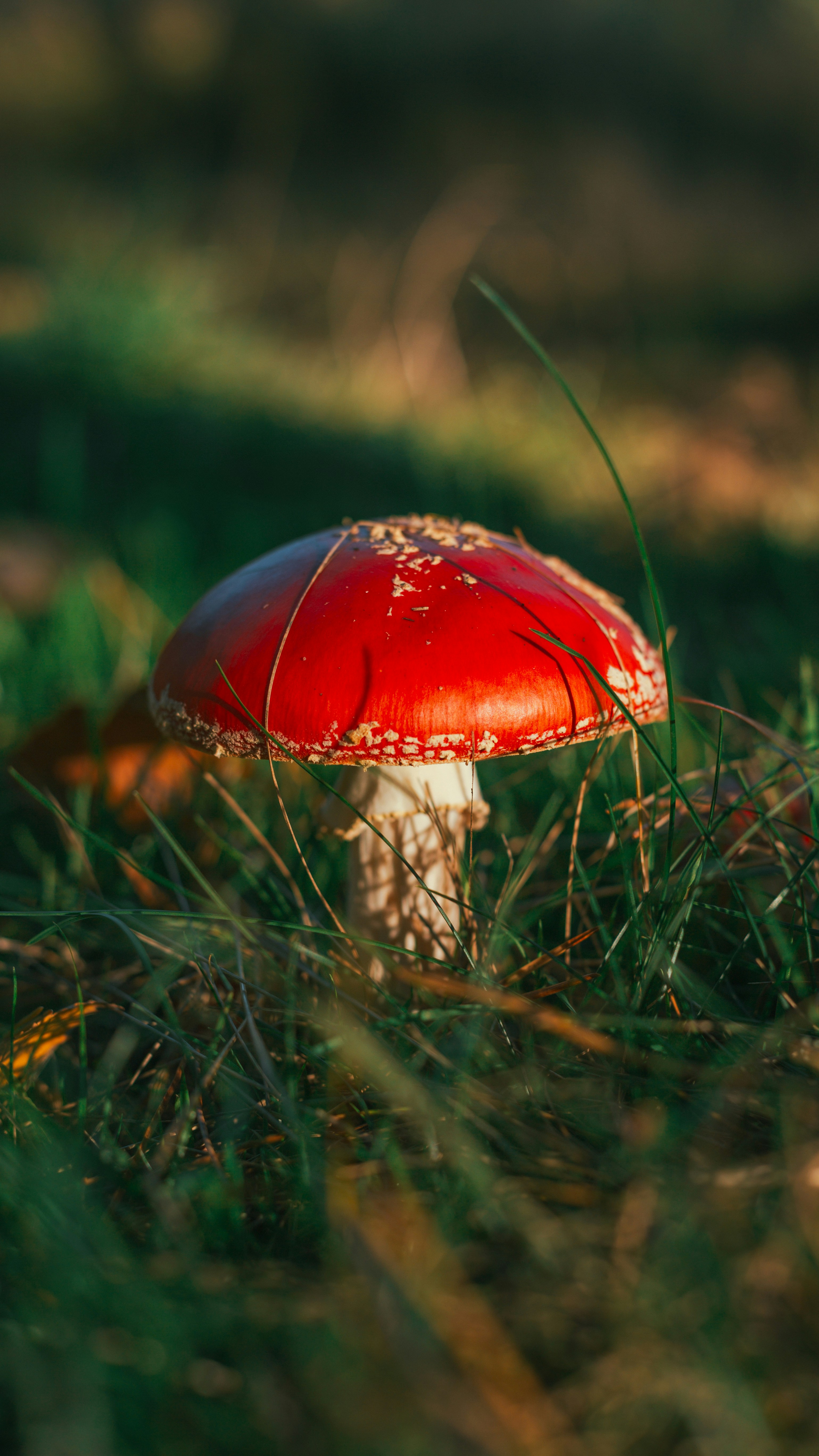 Scarlet Cap in the Meadow: a Quiet Morning Macro