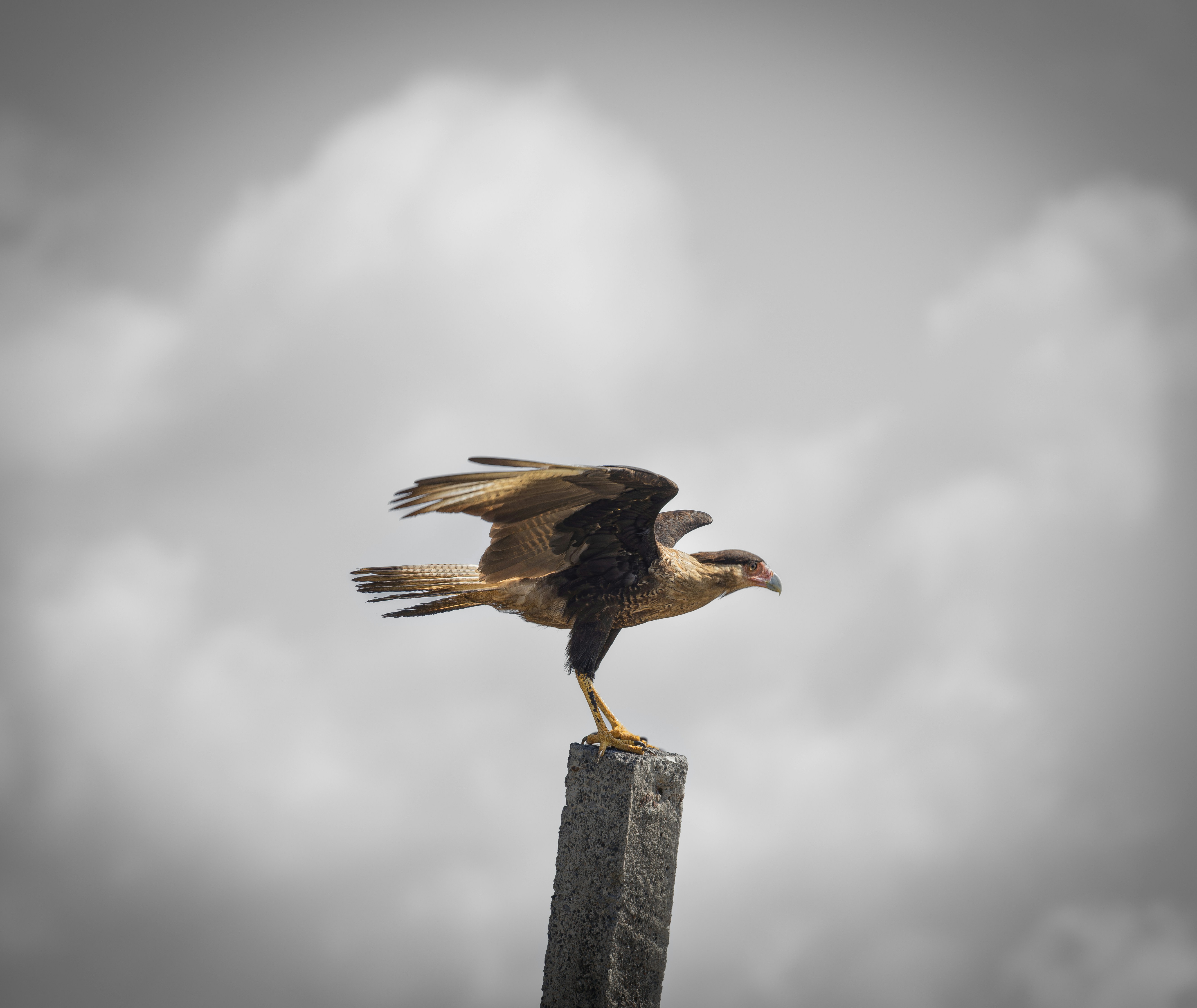 The Precipice of Flight