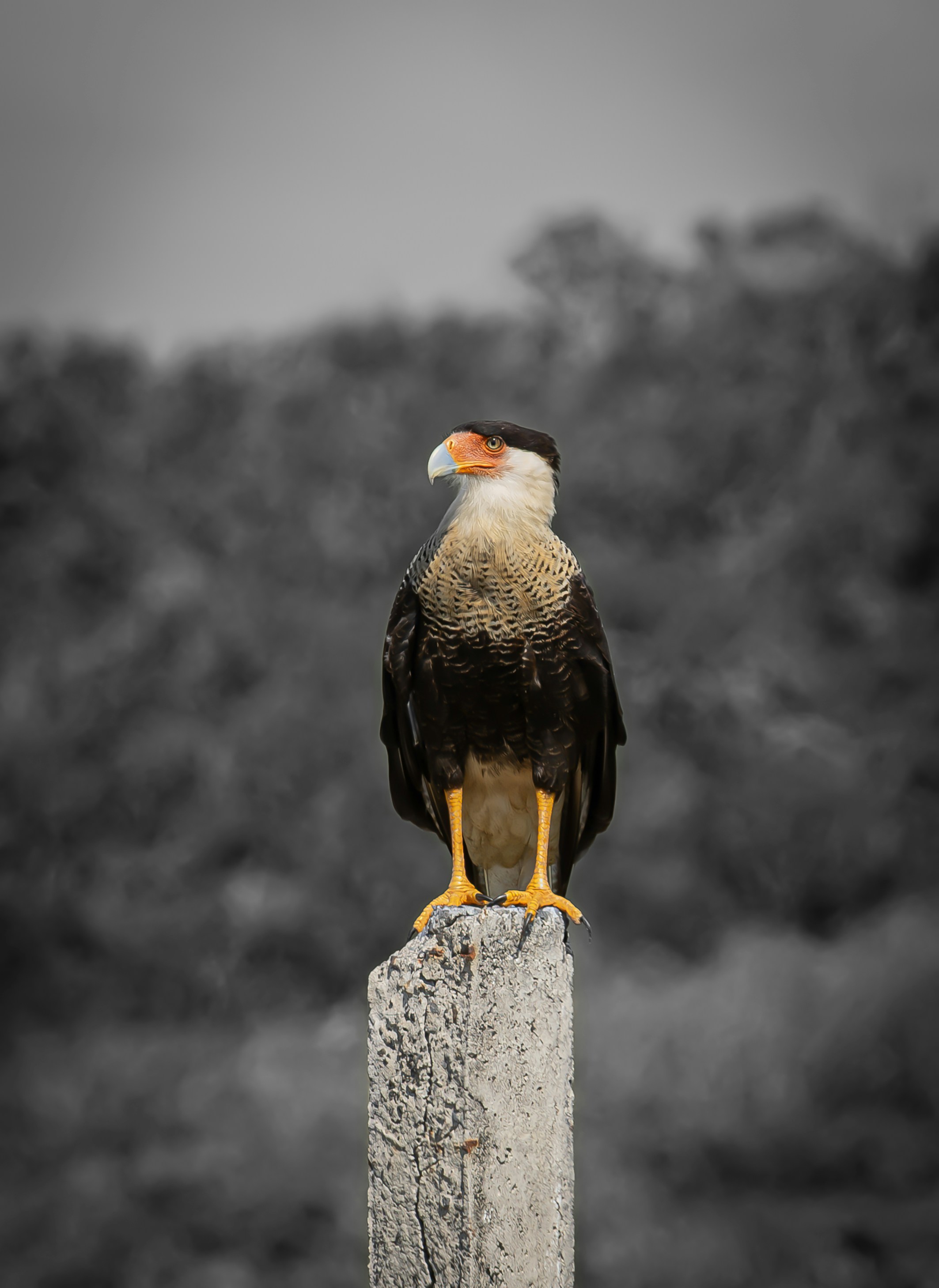 Sentinel of the Skies