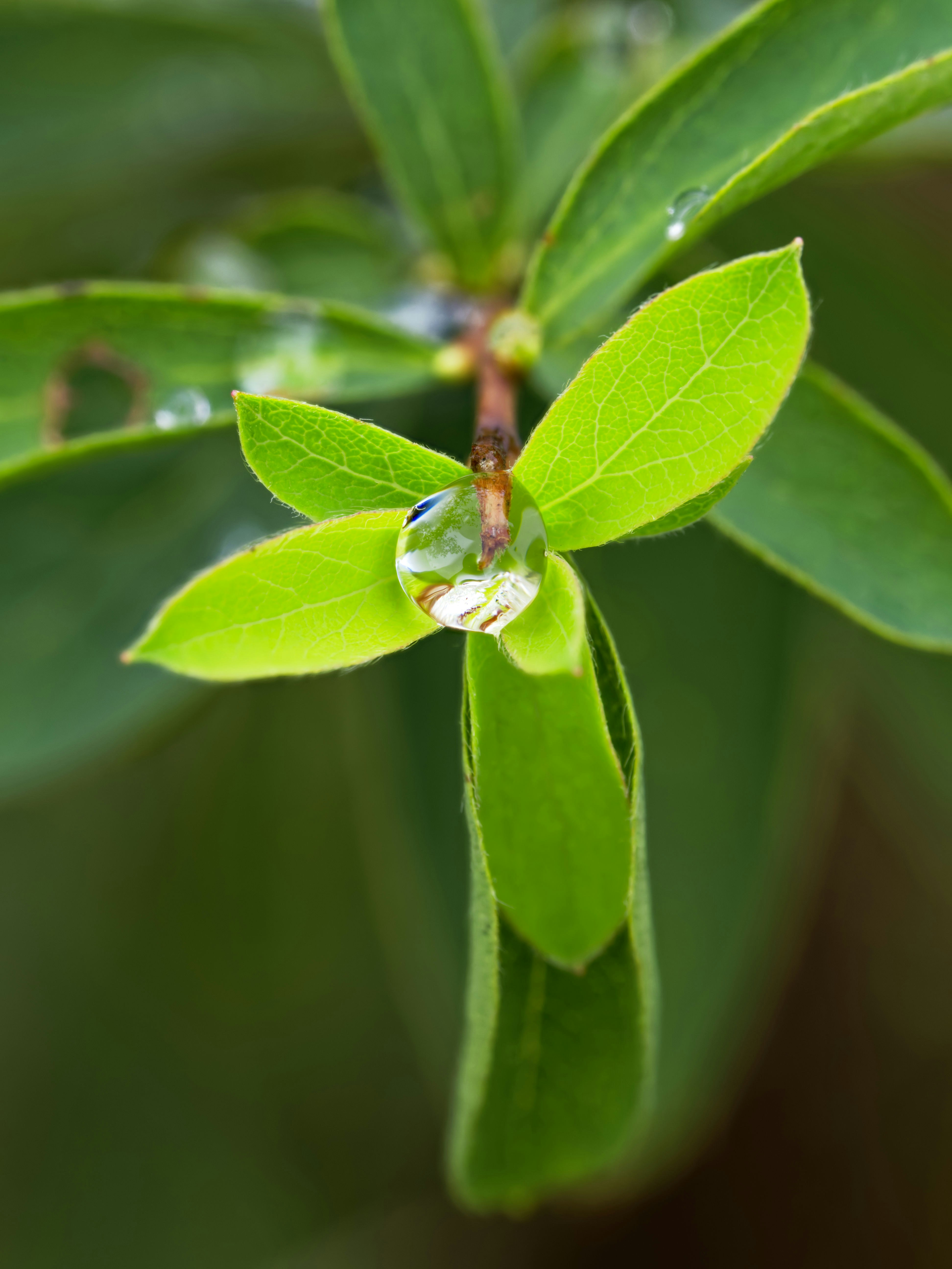 Nature's Crystal: A Leaf's Reflection