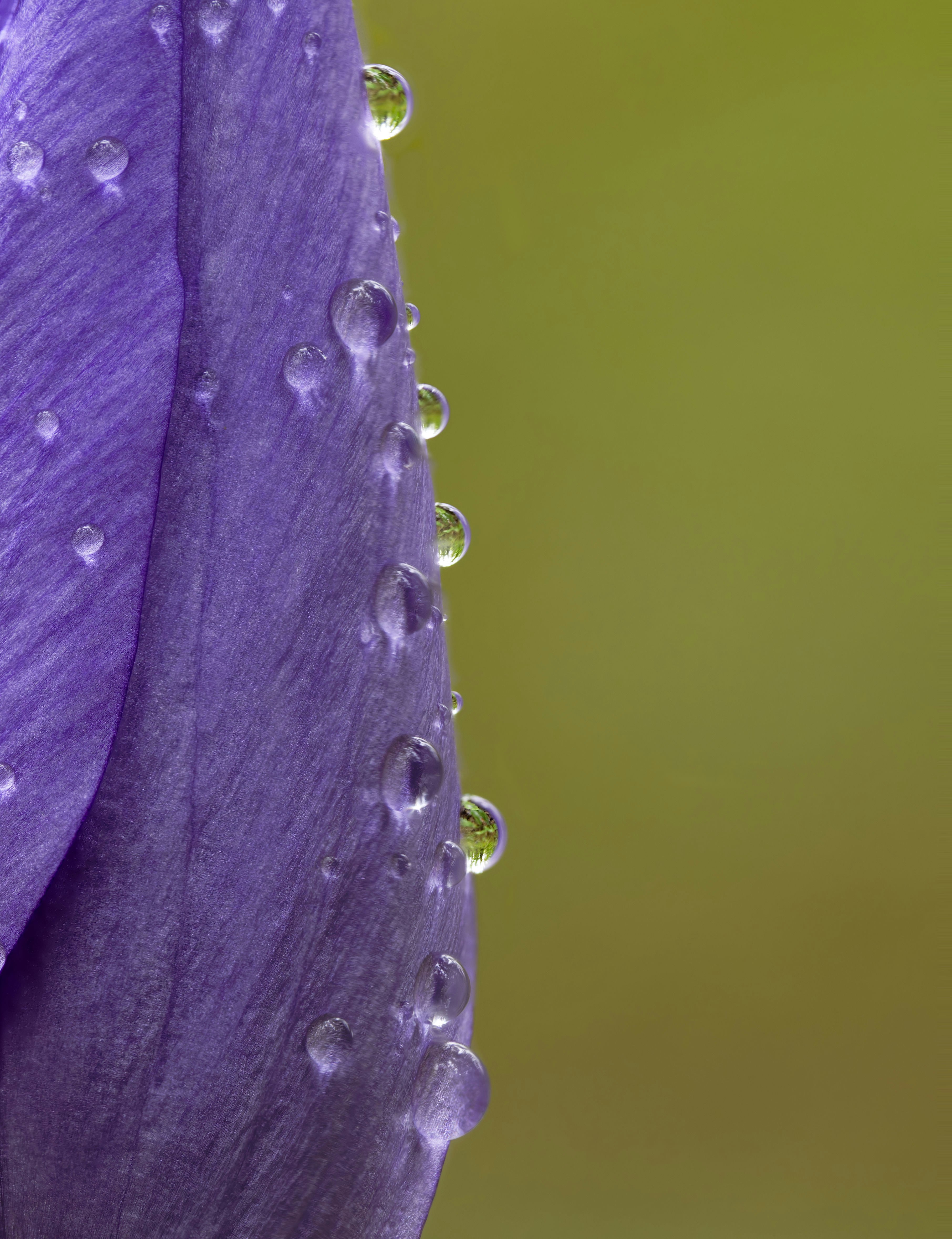 Purple flower petal with water droplets after rain