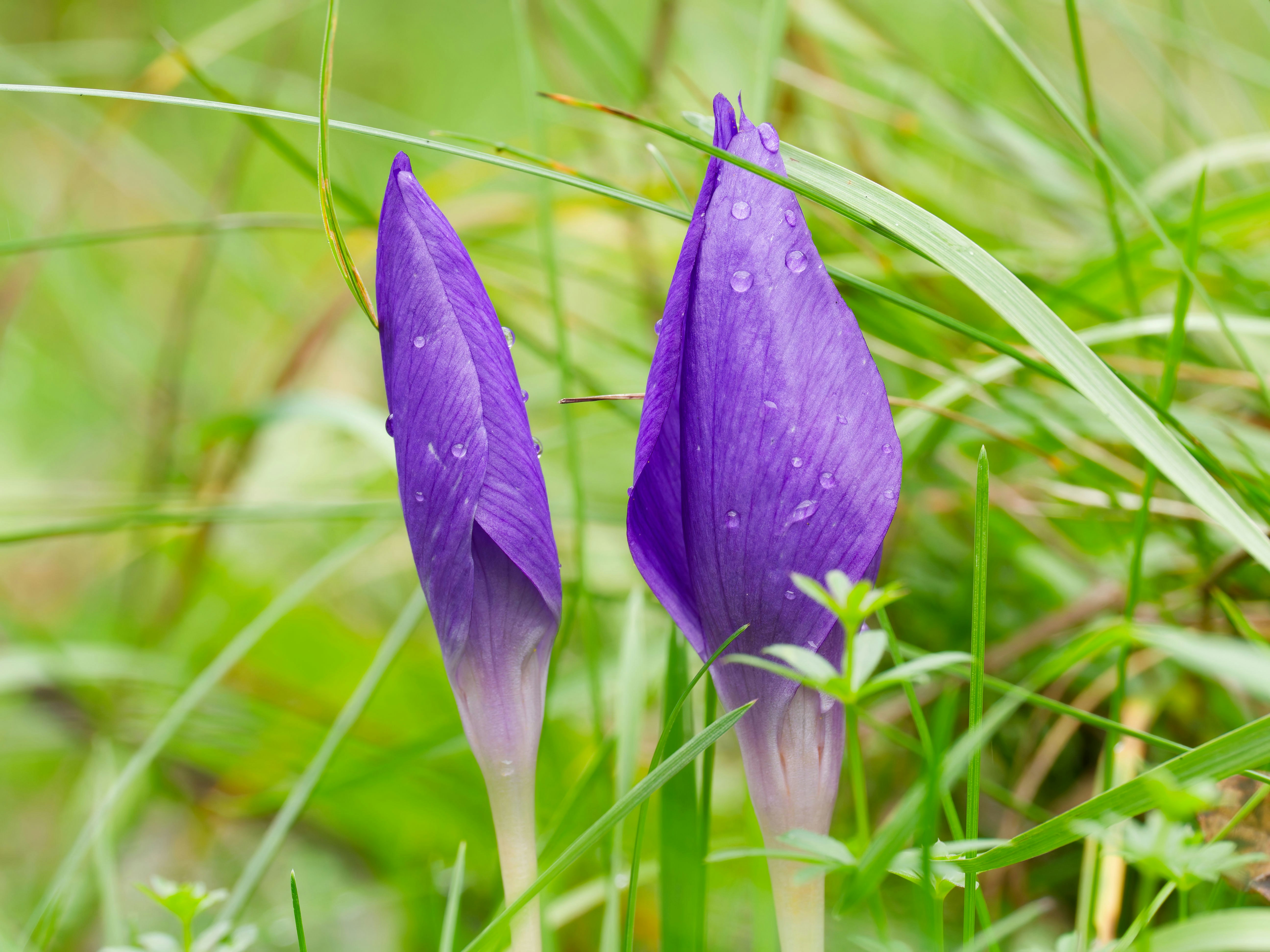 Two purple flower buds with water droplets.
