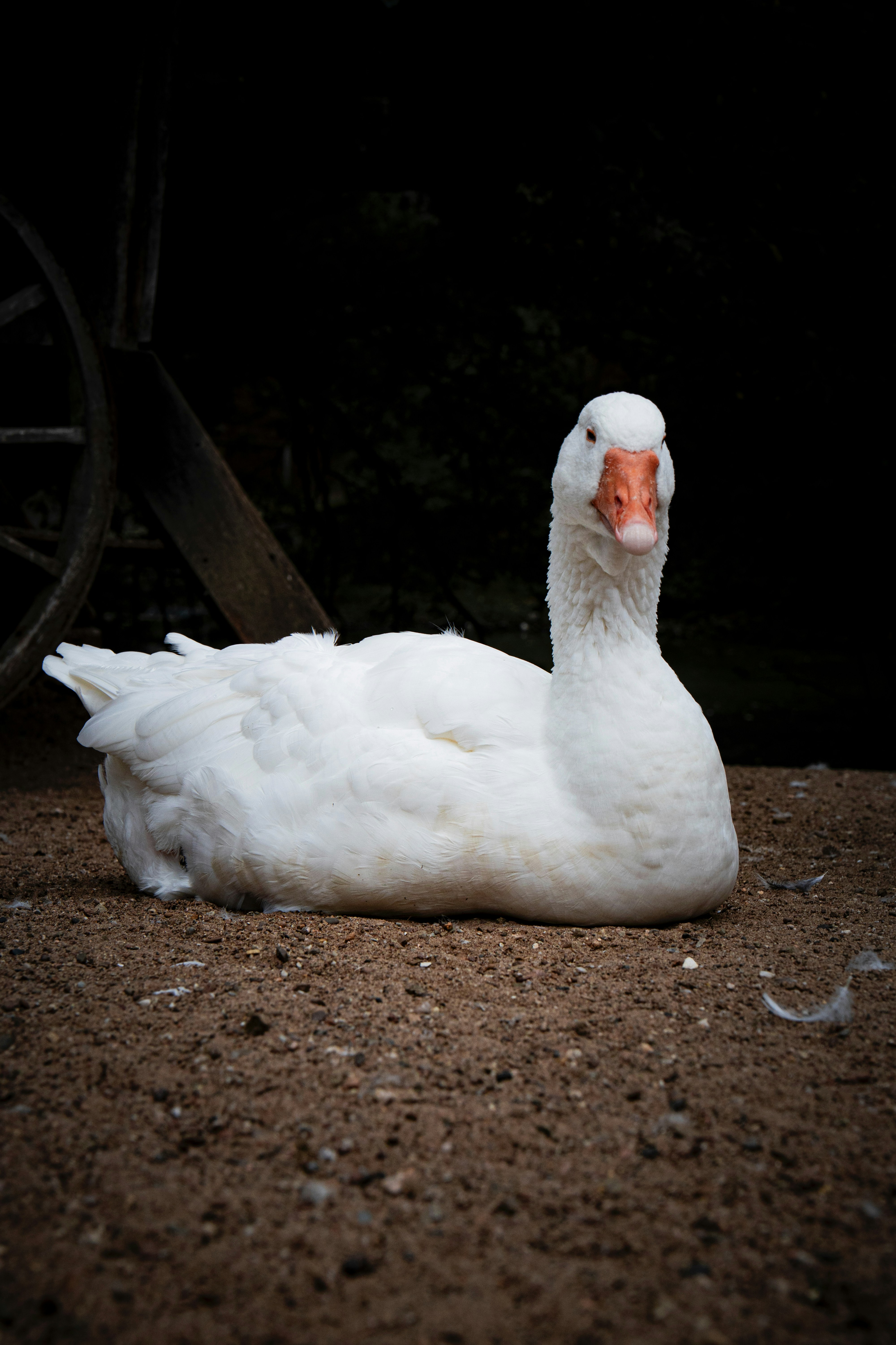 A Serene Guardian of the Farmyard