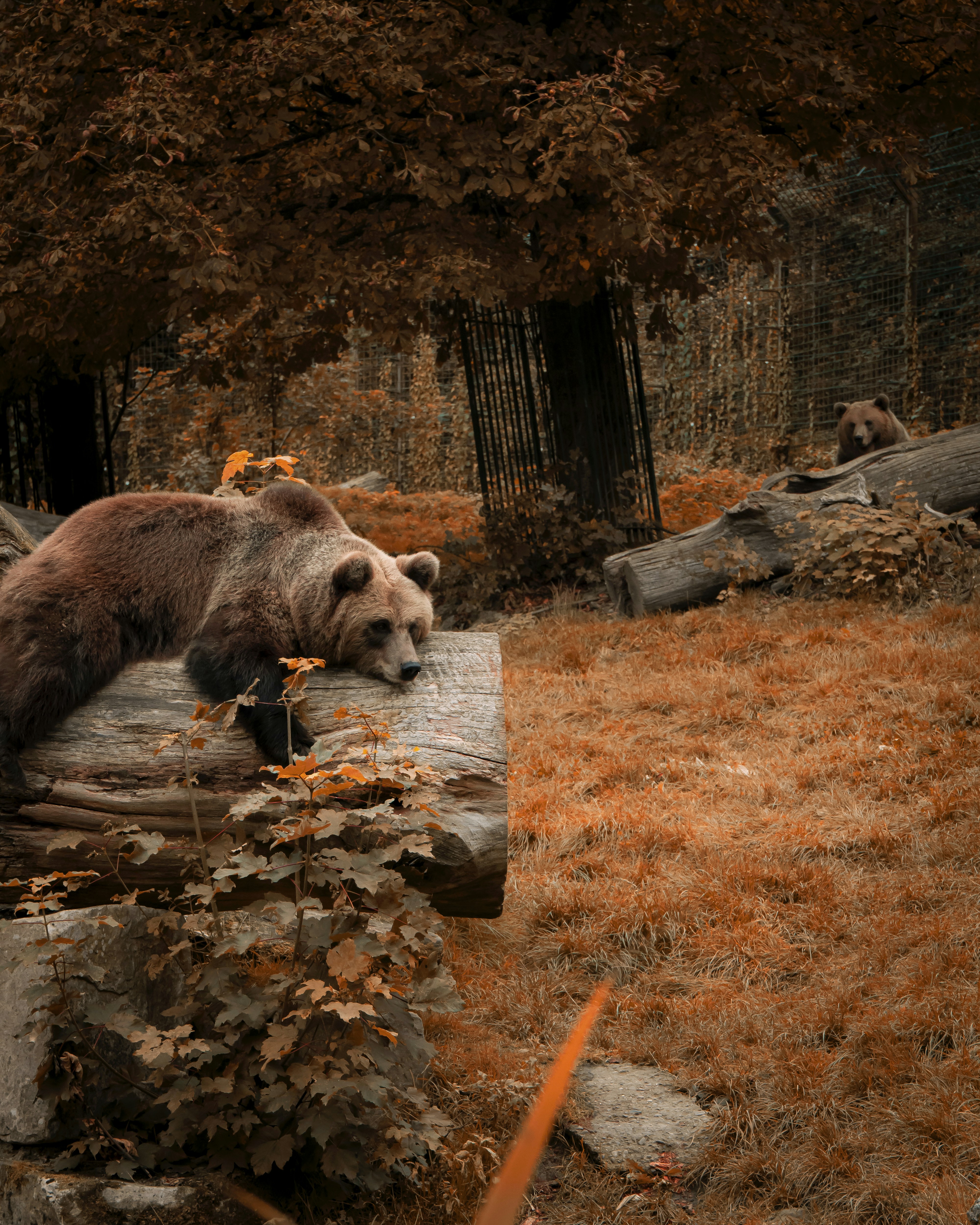 A brown bear rests on a log in a forest. photo – Free Animal Image on ...