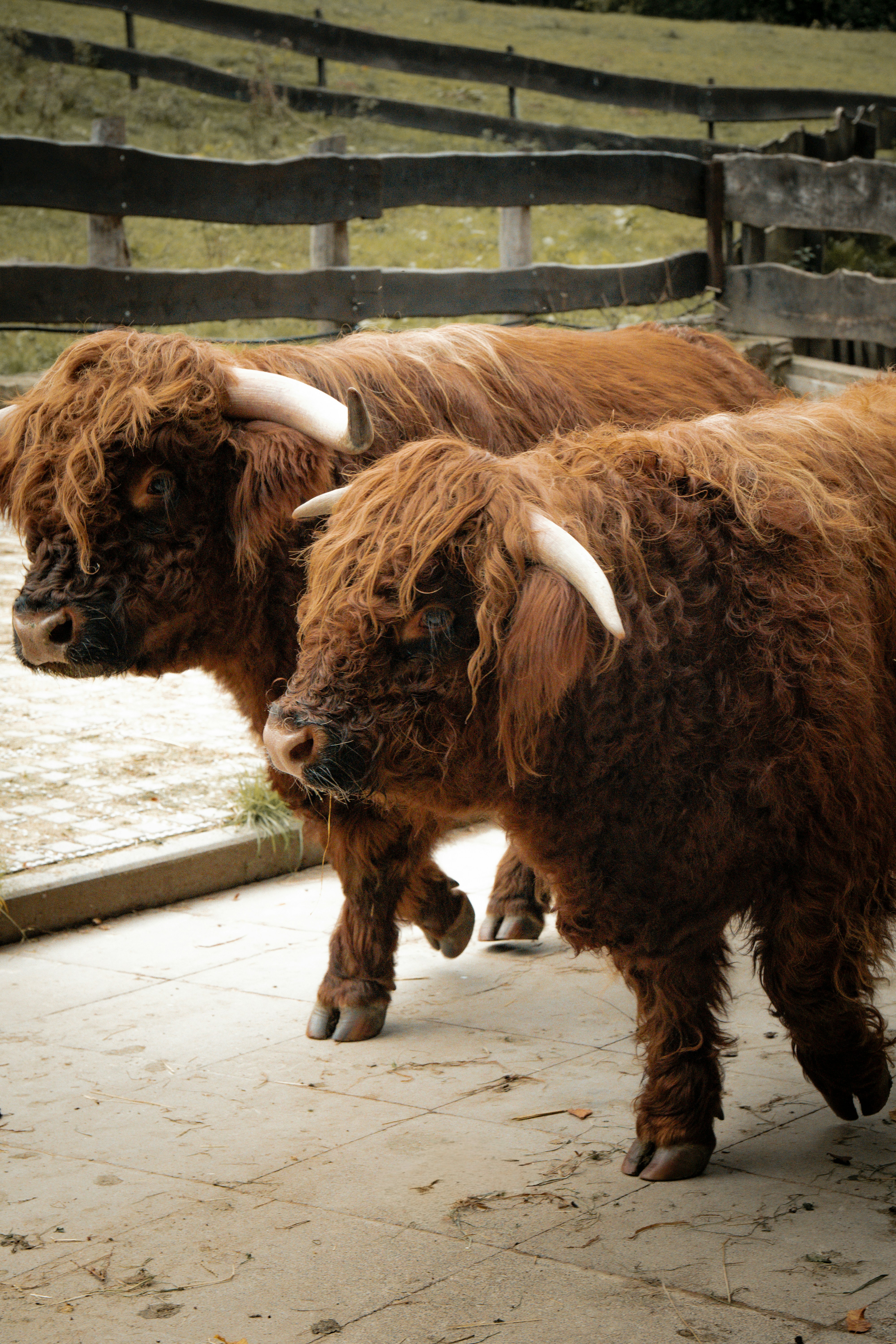 Gentle Giants: A Glimpse into Highland Cattle Life