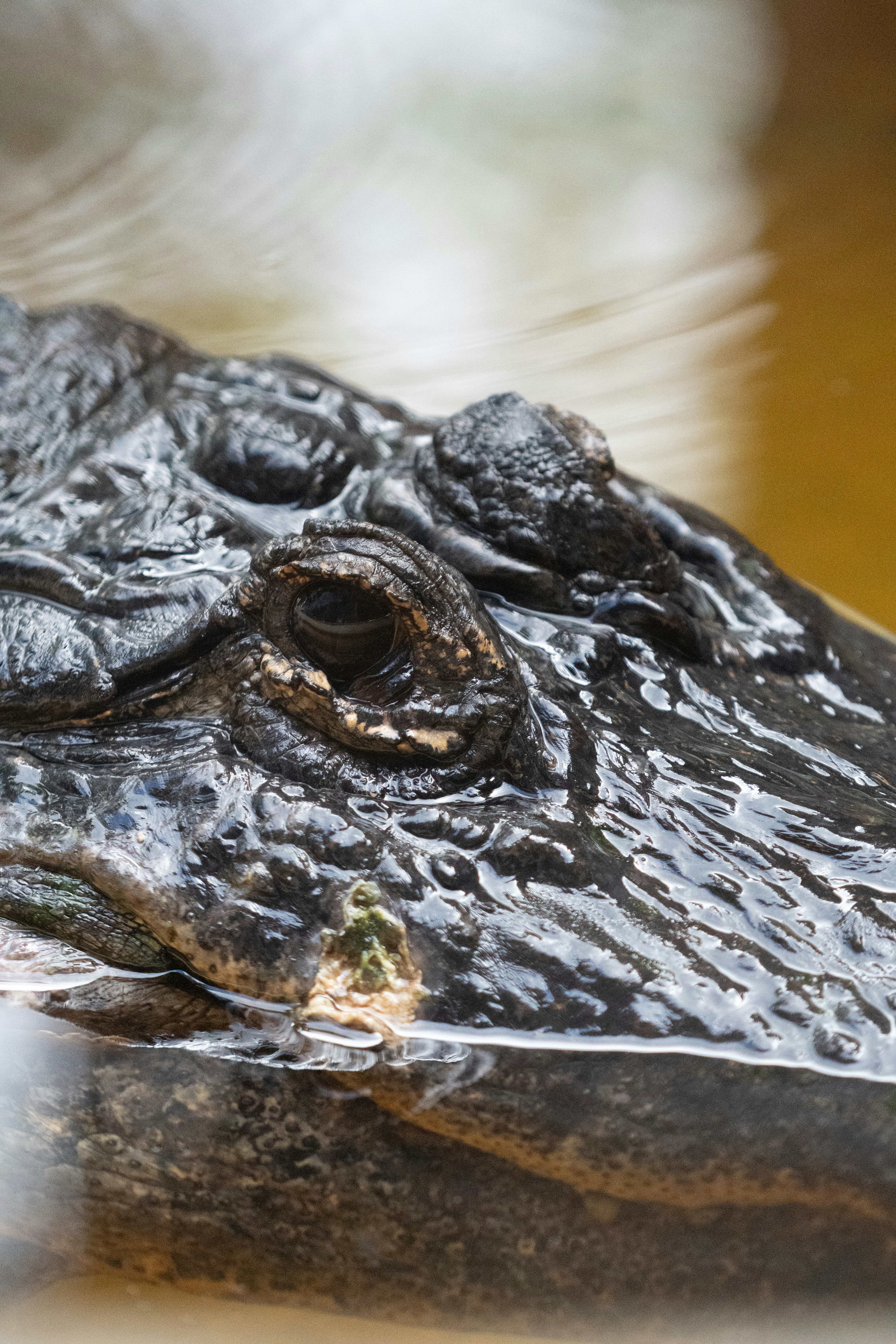 Primer plano de la cabeza de un caimán en agua turbia foto – Imagen de ...
