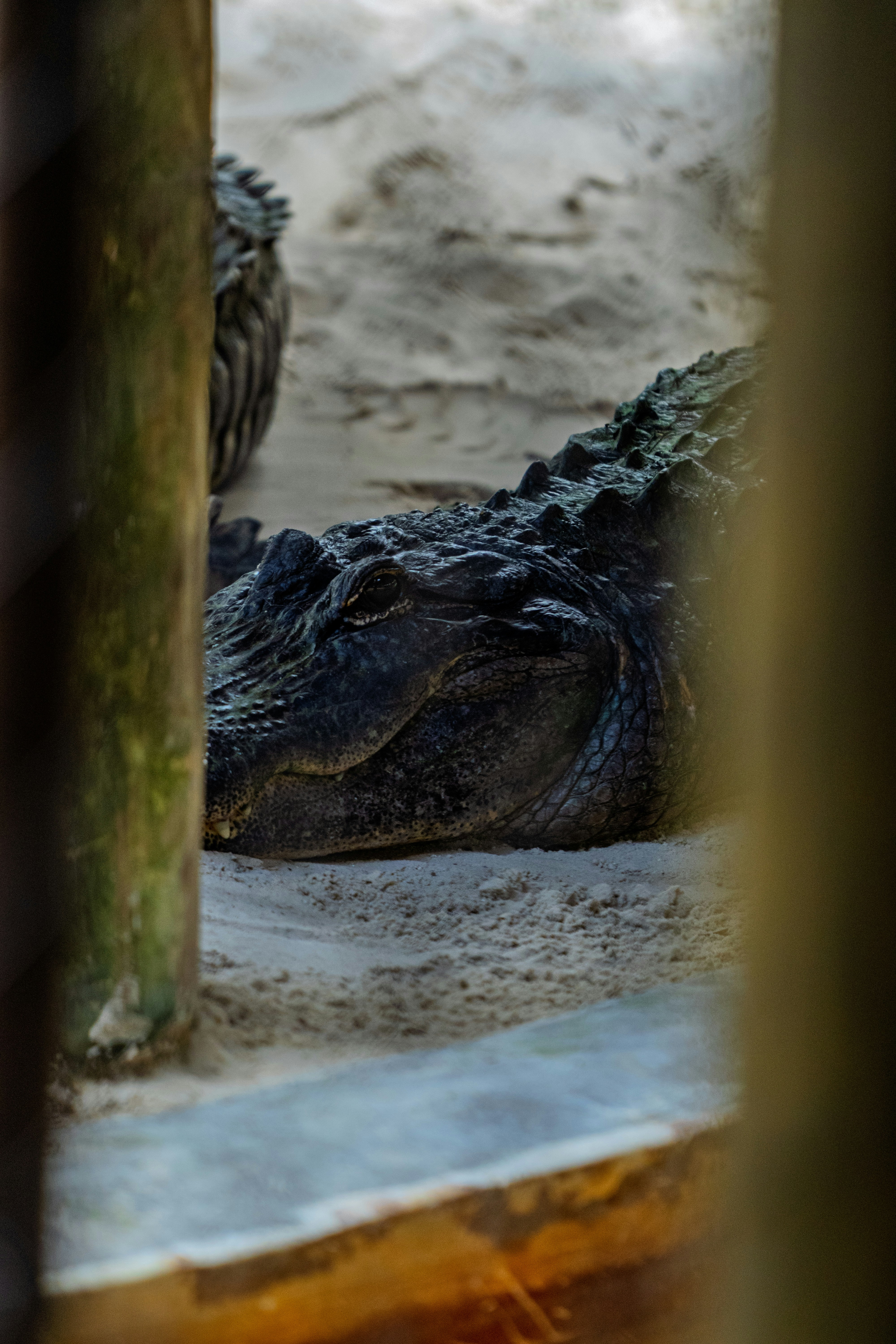 A large alligator resting on sandy ground, partially obscured by wooden posts. The texture of its scales contrasts with the surrounding environment.