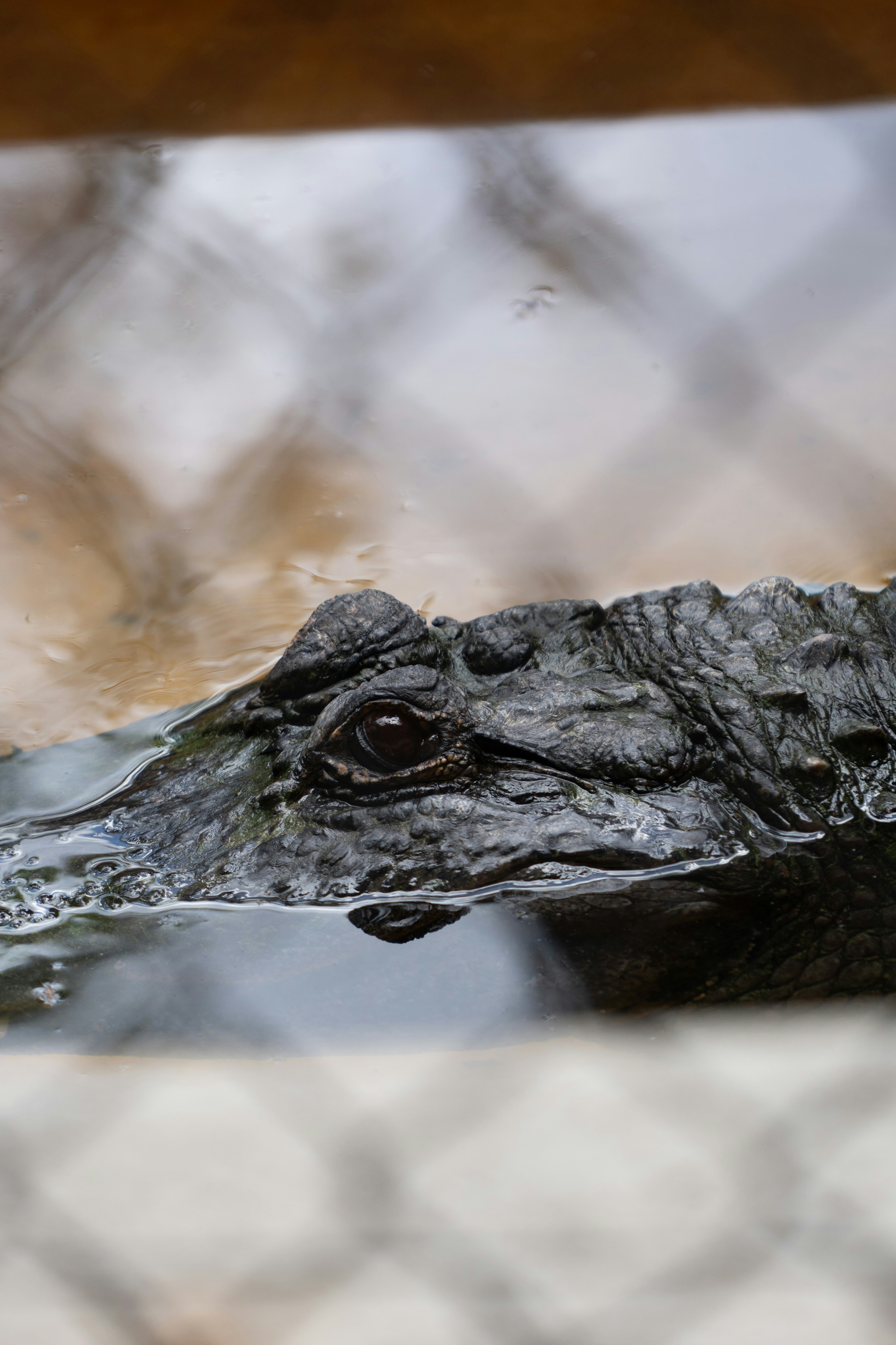 Close-up of a crocodile's head partially submerged in water, showcasing its textured skin and piercing eye. The scene conveys a sense of stealth and vigilance.