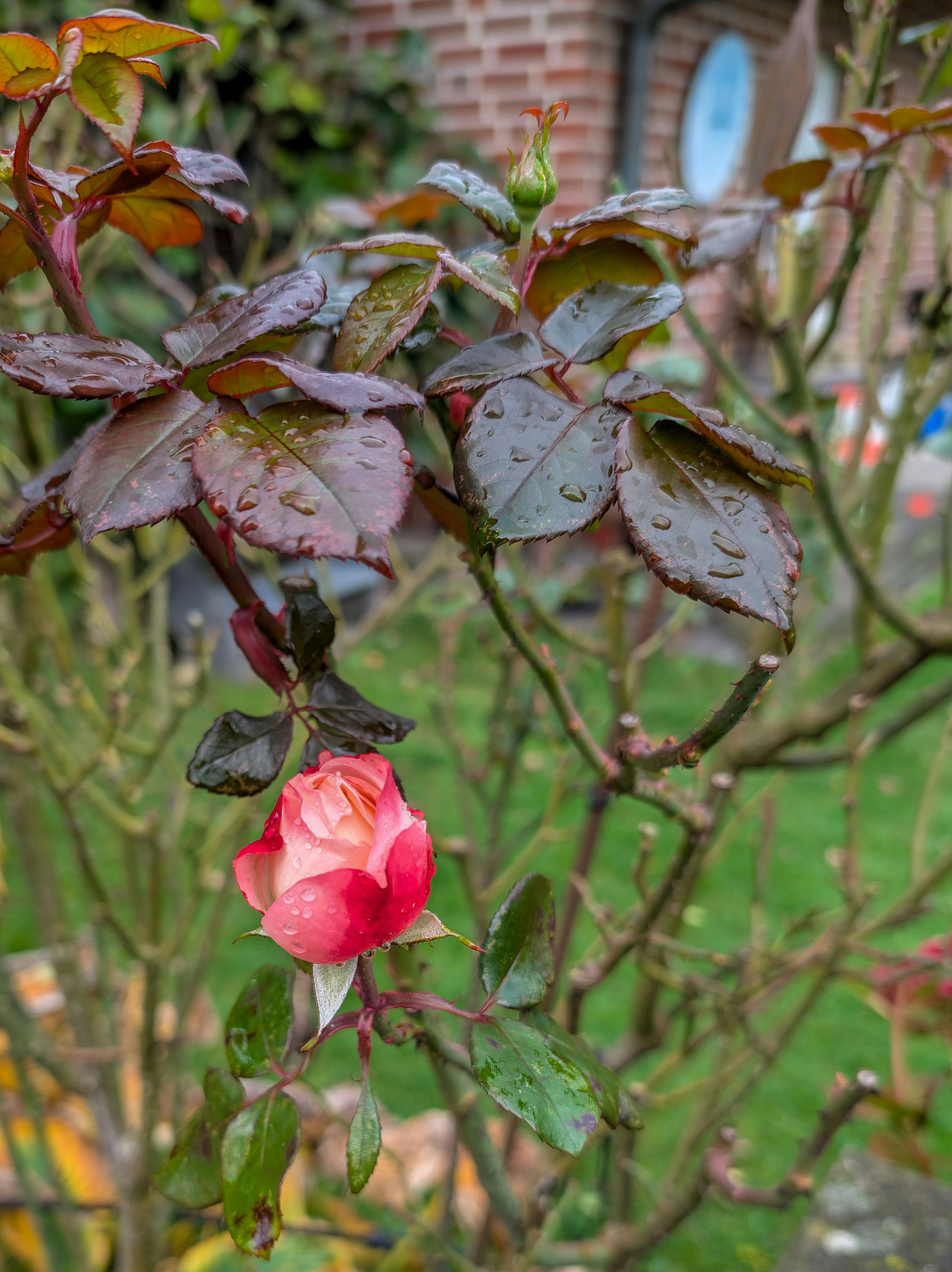 Whispers of a Dew-Kissed Rose