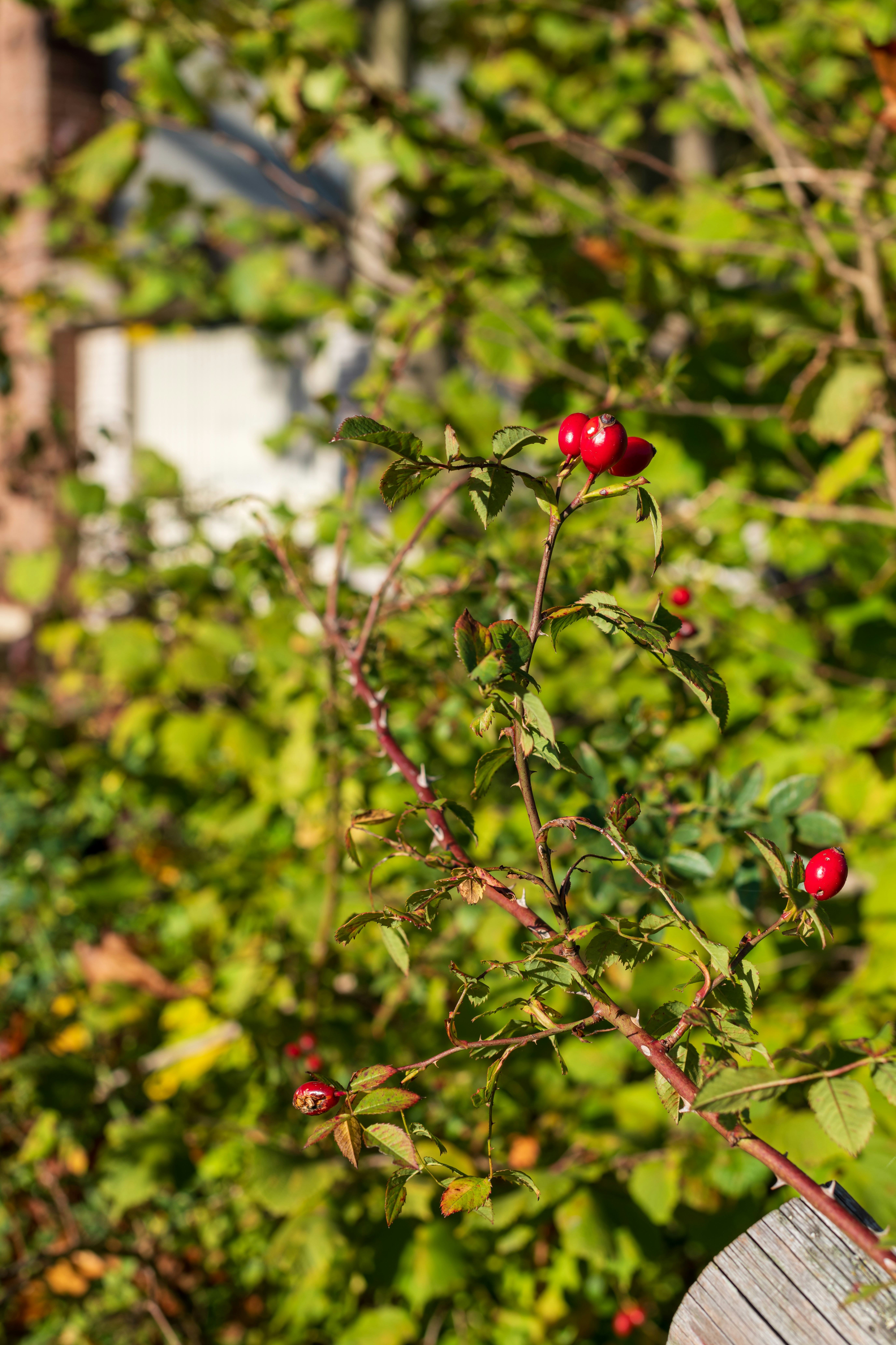 Nature's Red Bounty Amidst Lush Greenery