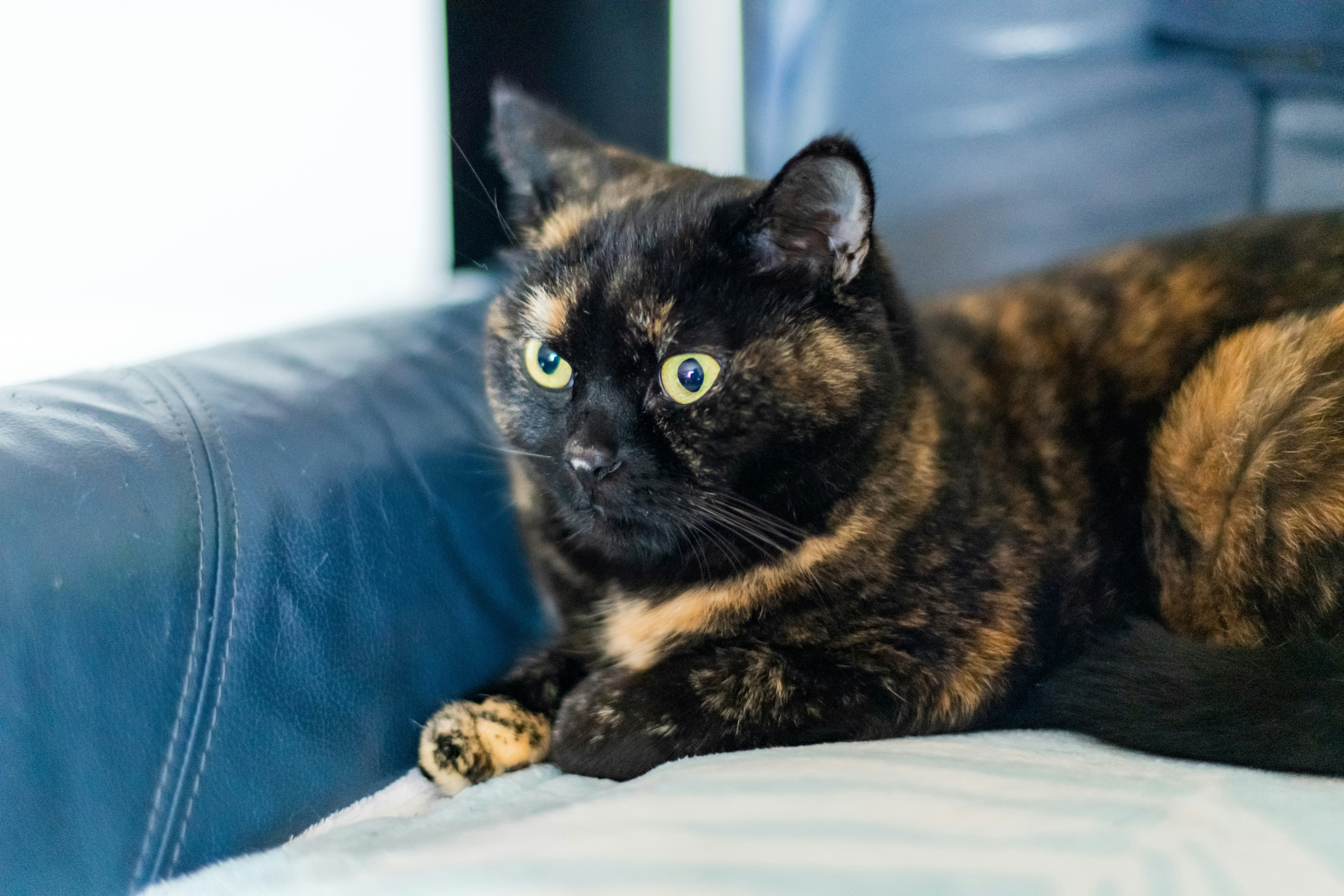 Tortoiseshell cat lounging on a blue leather couch, gazing thoughtfully into the distance.