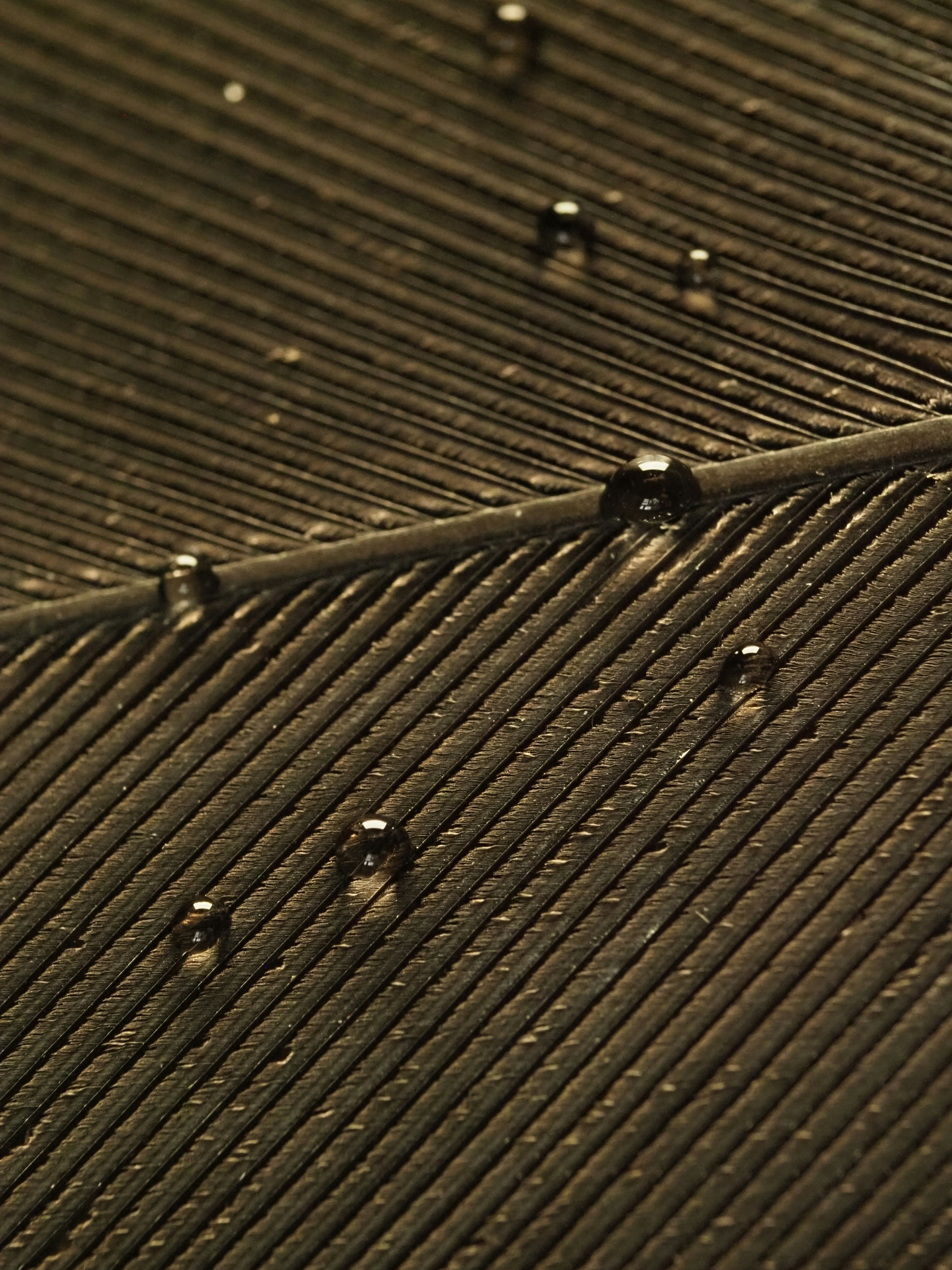 Nature's Tiny Mirrors: The Art of Water on Textured Surfaces