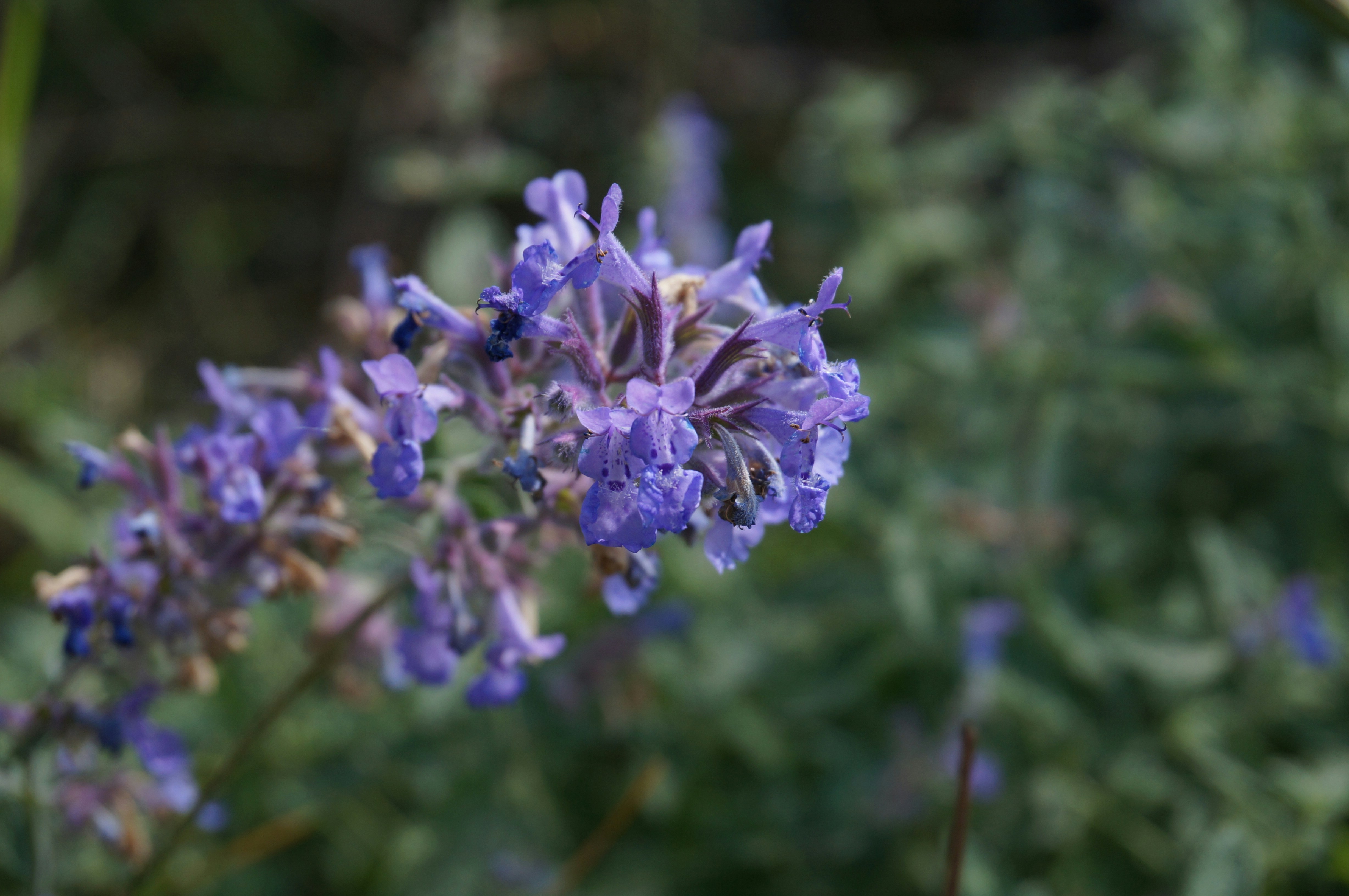 Close up of a purple flower with green leaves