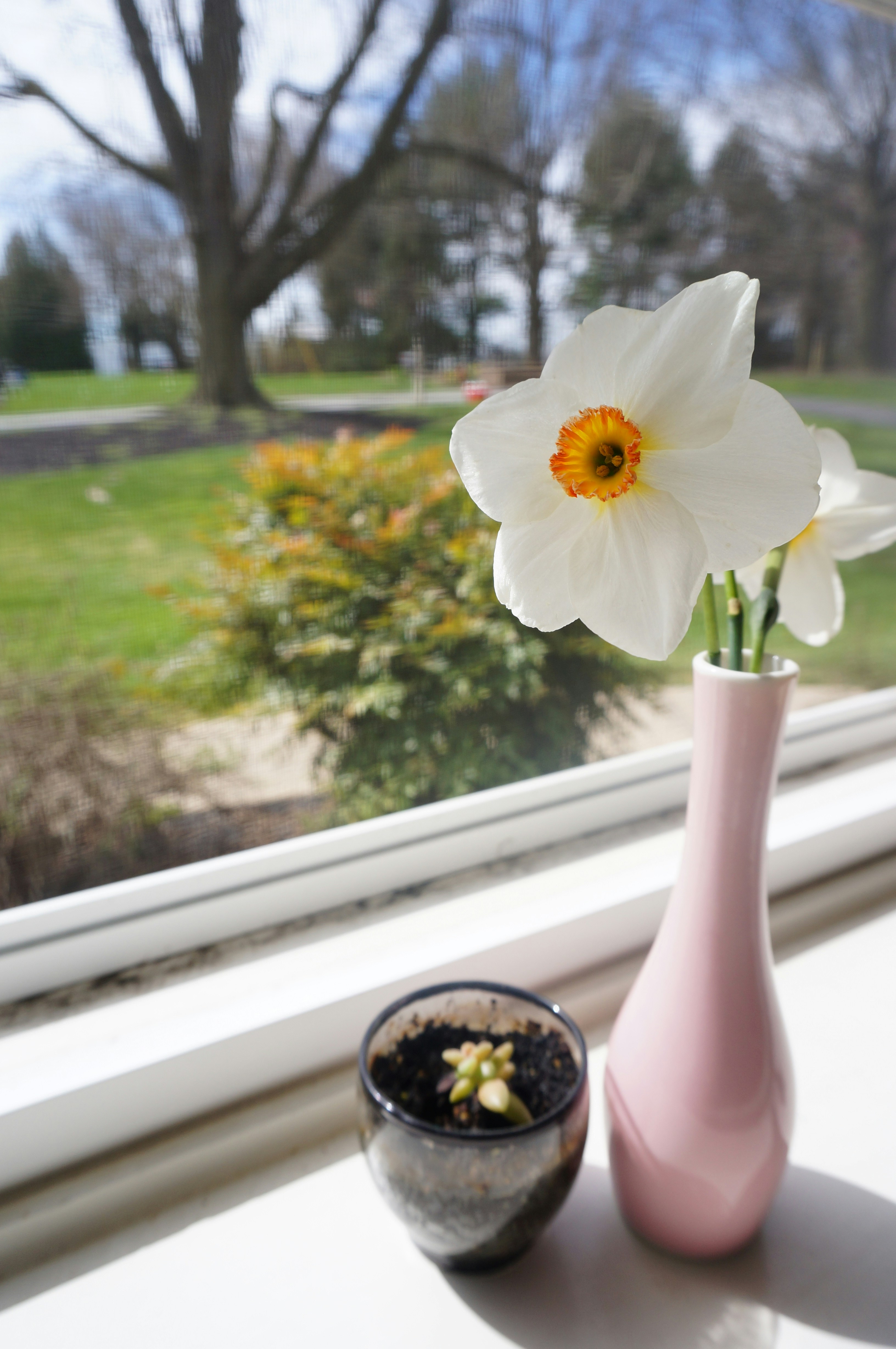 A Spring Serenade: The Blooming Elegance