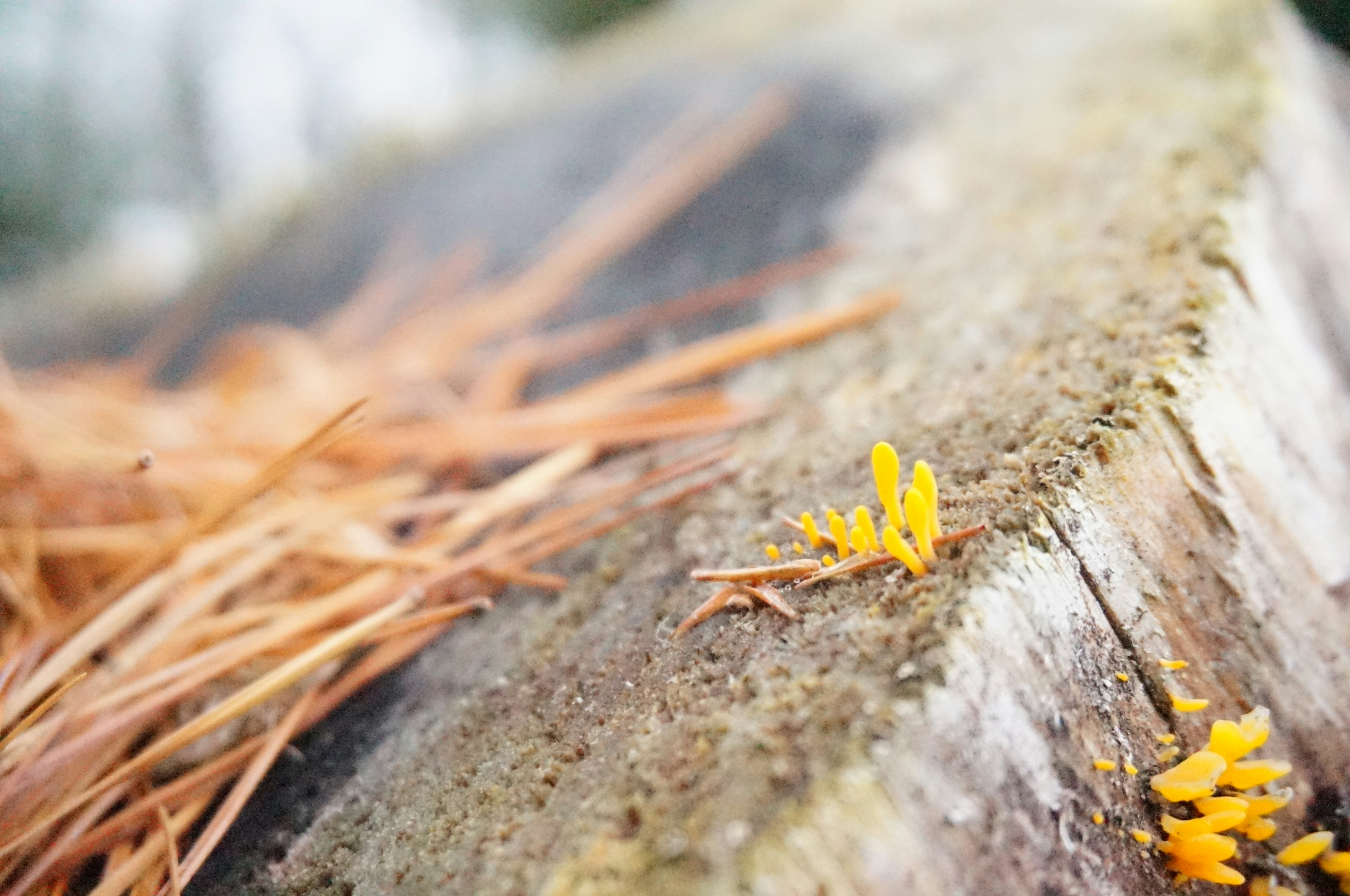 Nature's Tiny Sculptures on Weathered Wood