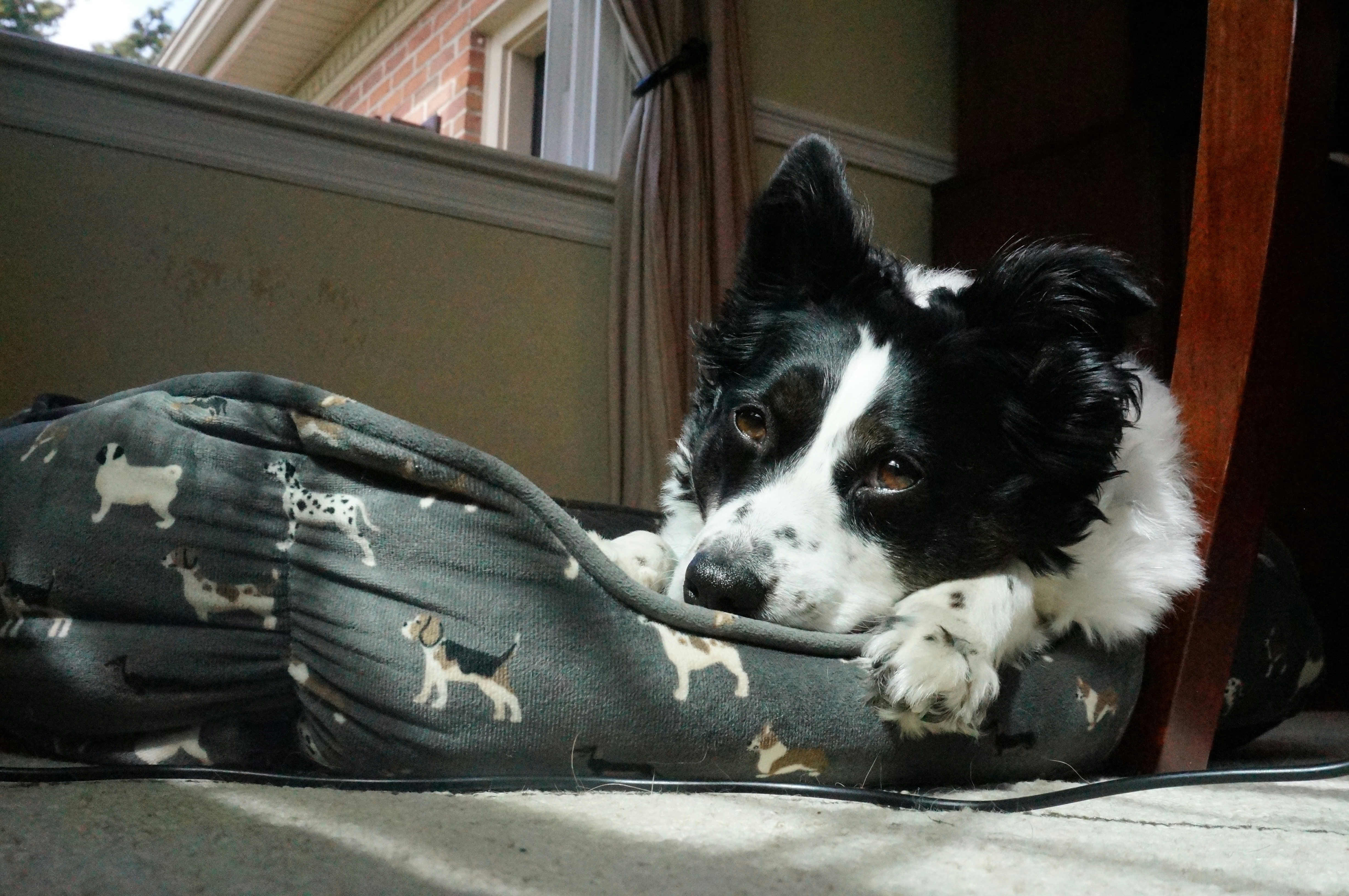 Border Collie at Rest: Quiet Gaze from a Patterned Bed in a Sunlit Corner