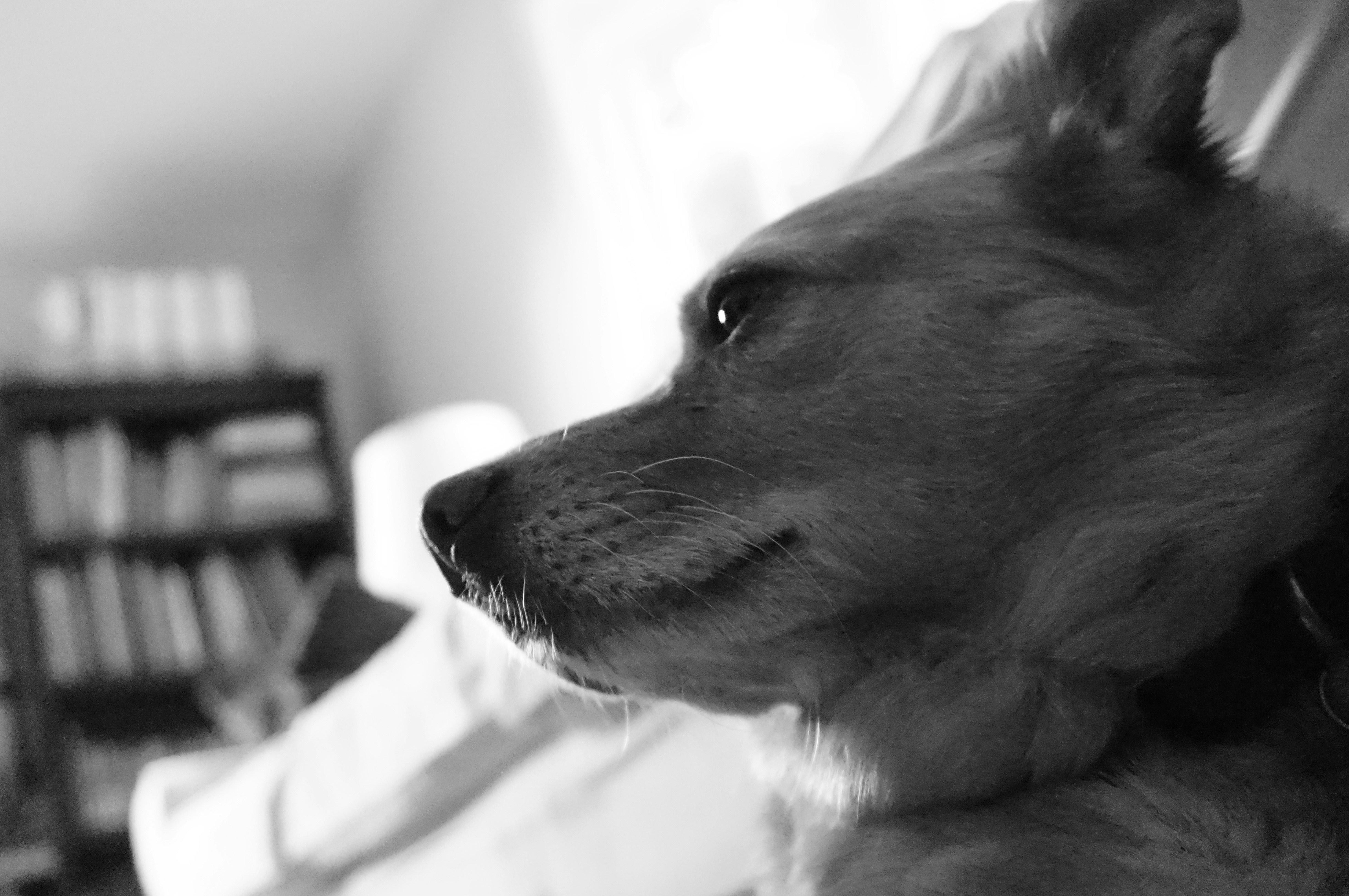 A dog gazes thoughtfully in a softly lit room, capturing a moment of serene reflection. The background features blurred bookshelves, adding depth to the scene.