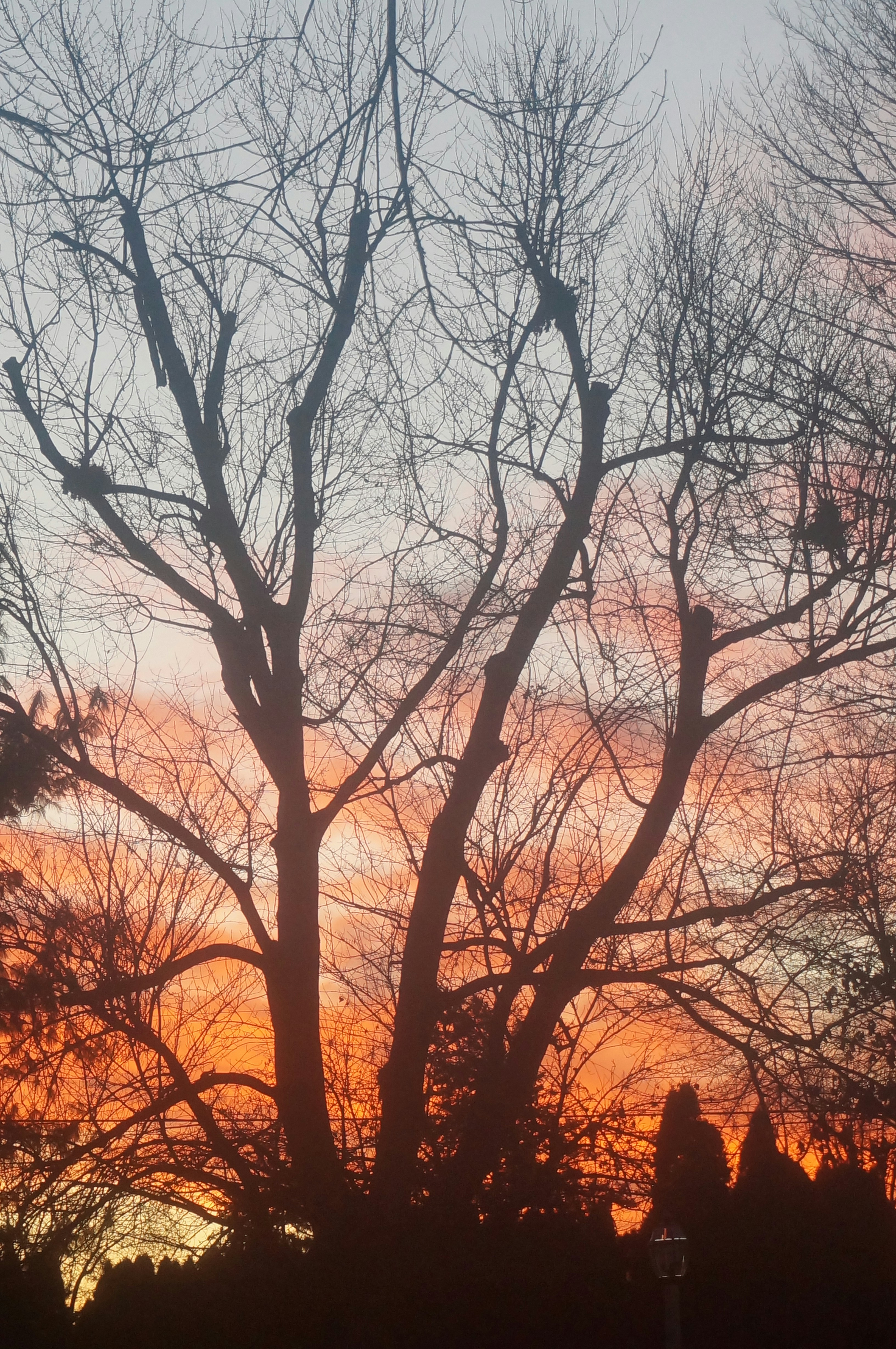 Bare tree branches silhouetted against a vibrant sunset, showcasing the interplay of light and shadow. The colors transition from deep orange to soft pink, creating a dramatic backdrop.