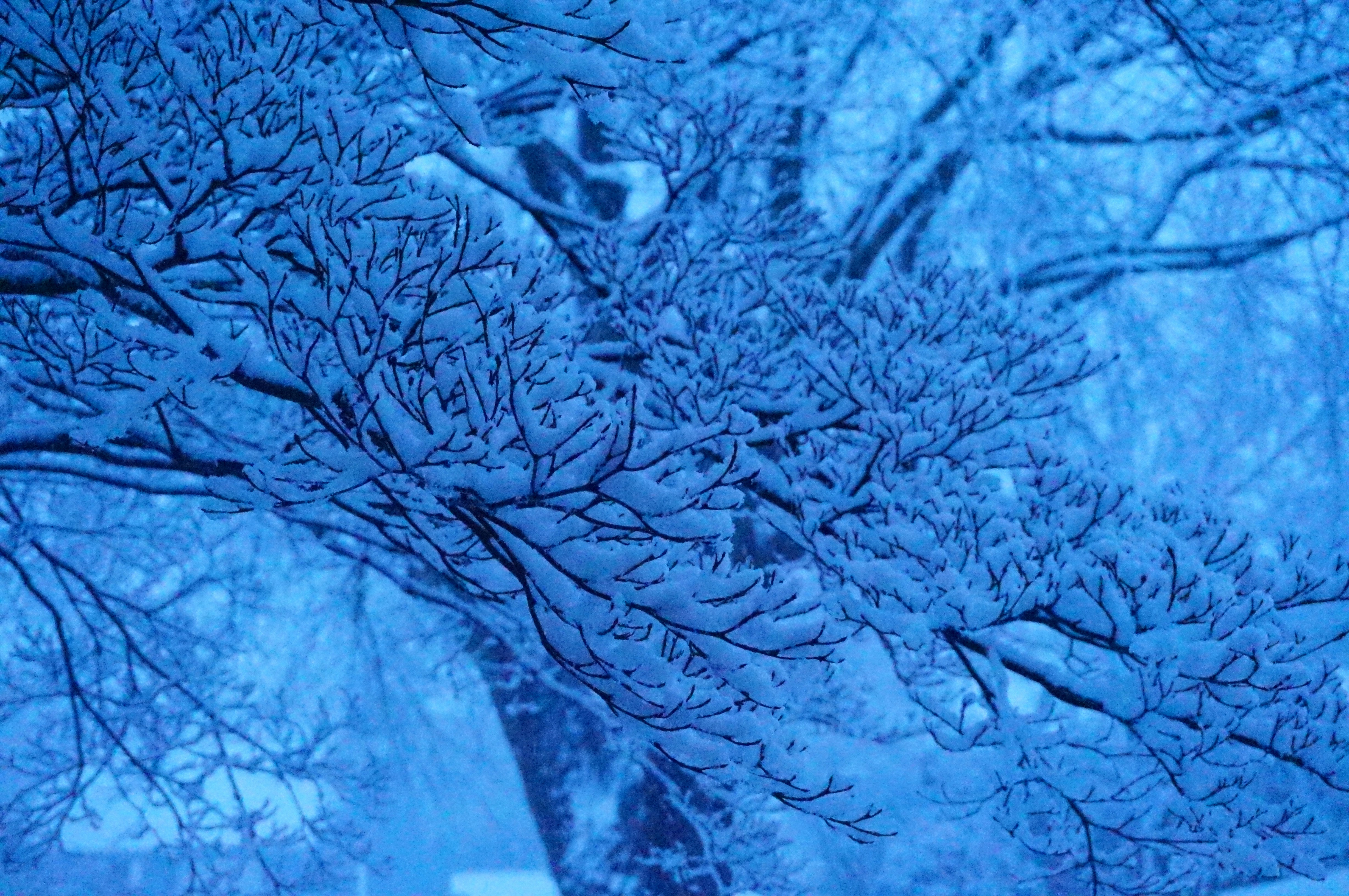 Snow covered tree branches in blue light