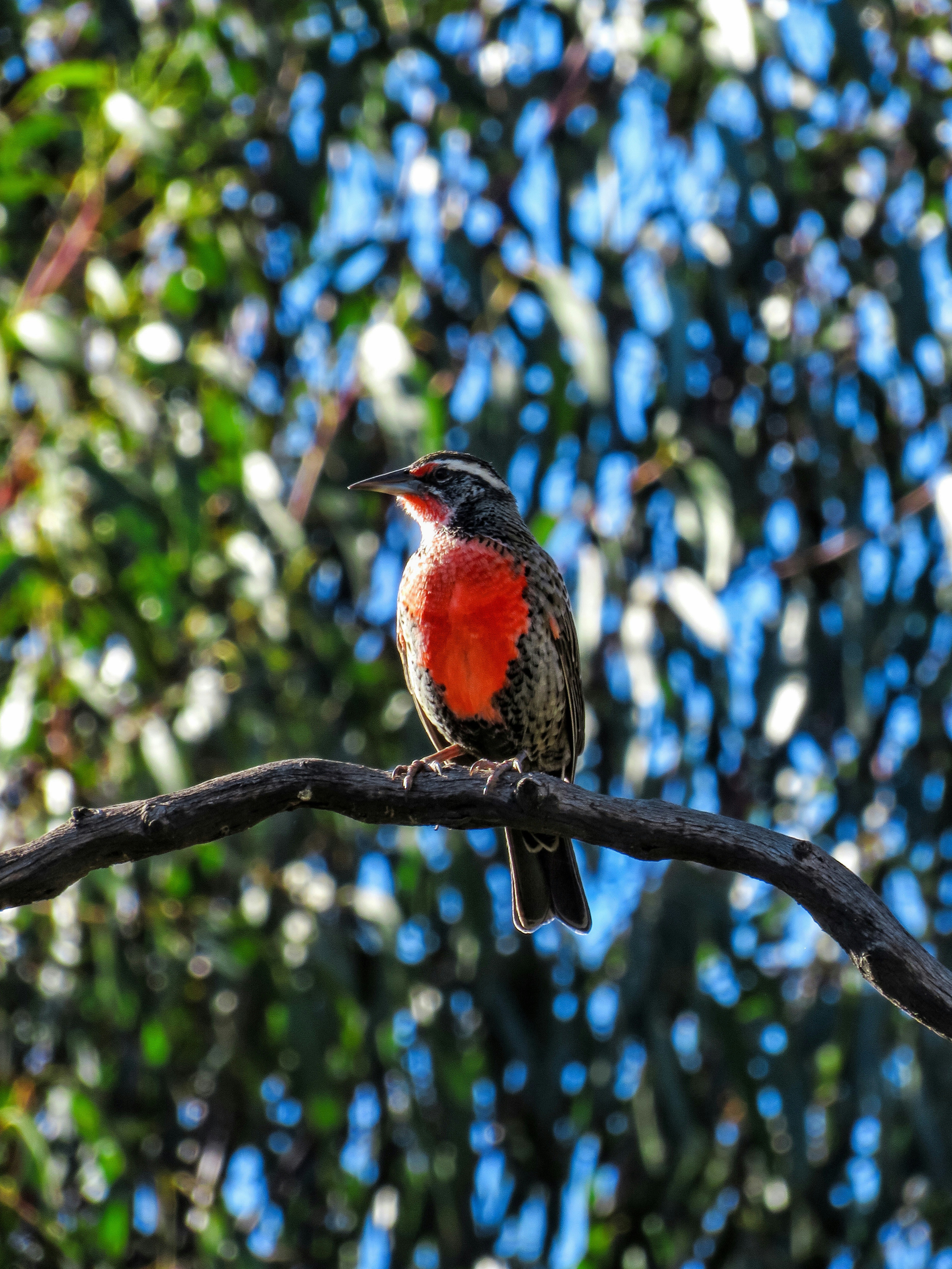 A colorful bird perched on a branch, surrounded by lush green foliage and a bright blue sky.