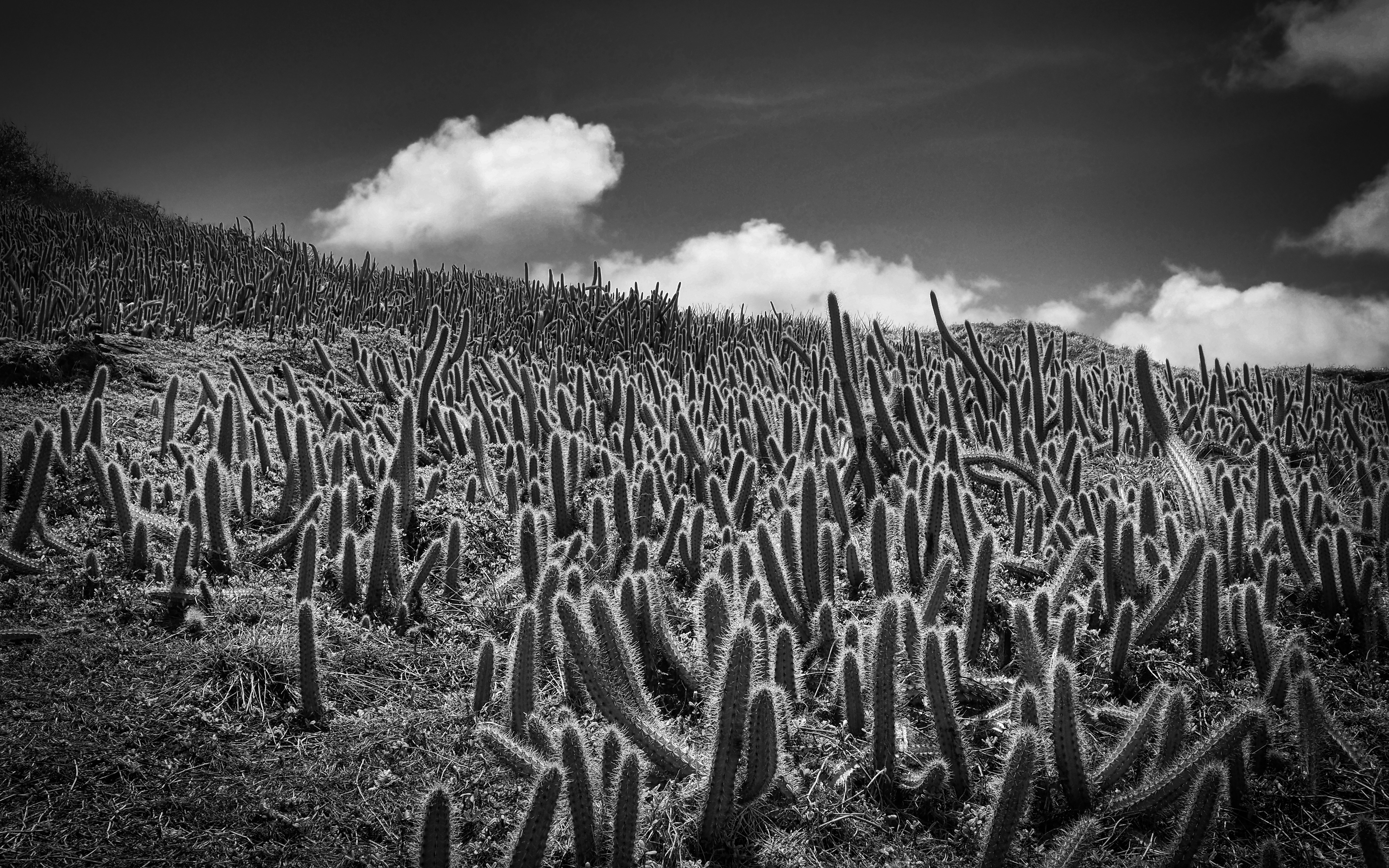 Thorned Horizon: A Monochrome Sea of Cacti Under a Cloudy Sky