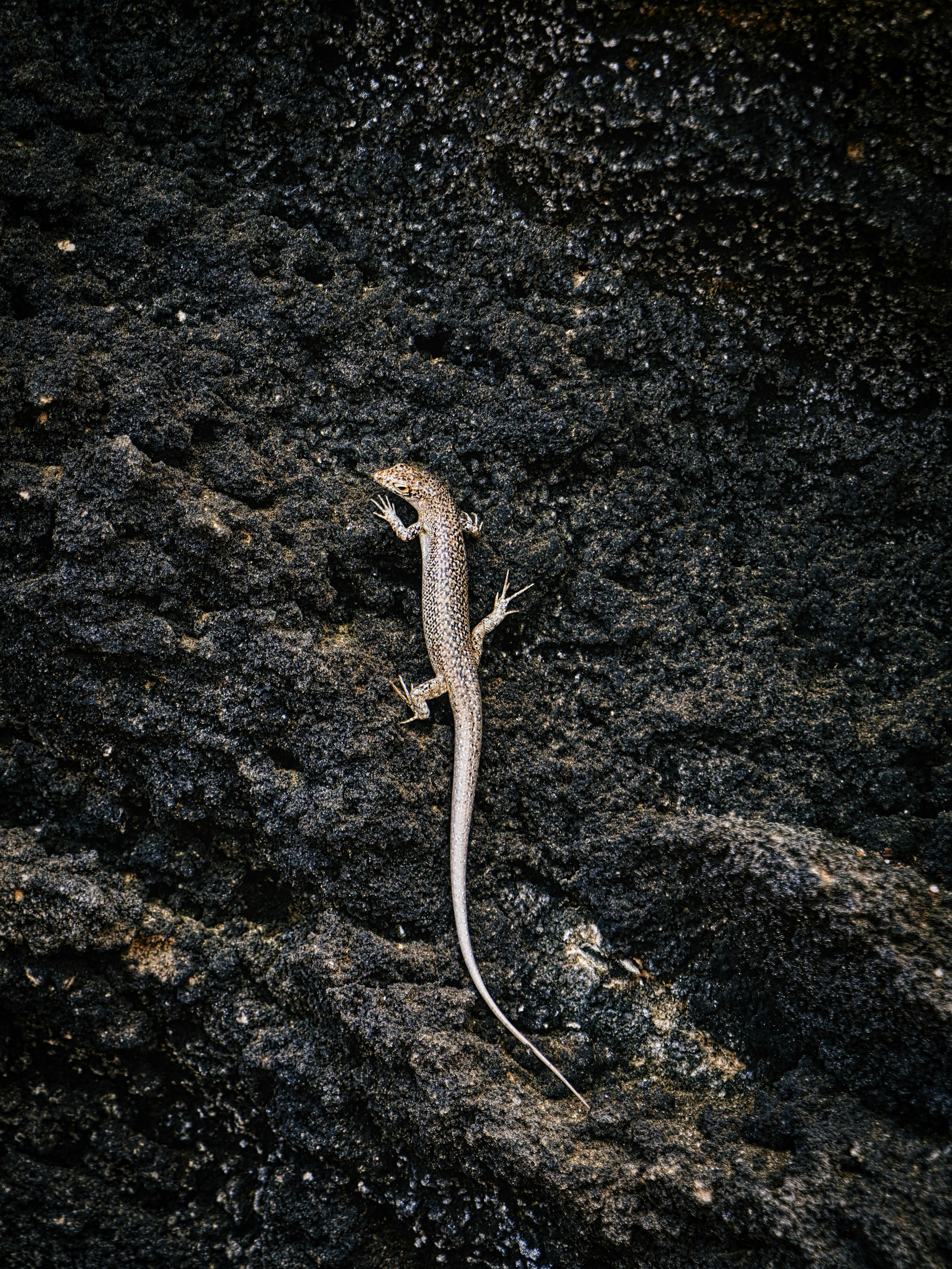 Silent Sentinel of the Lava Fields