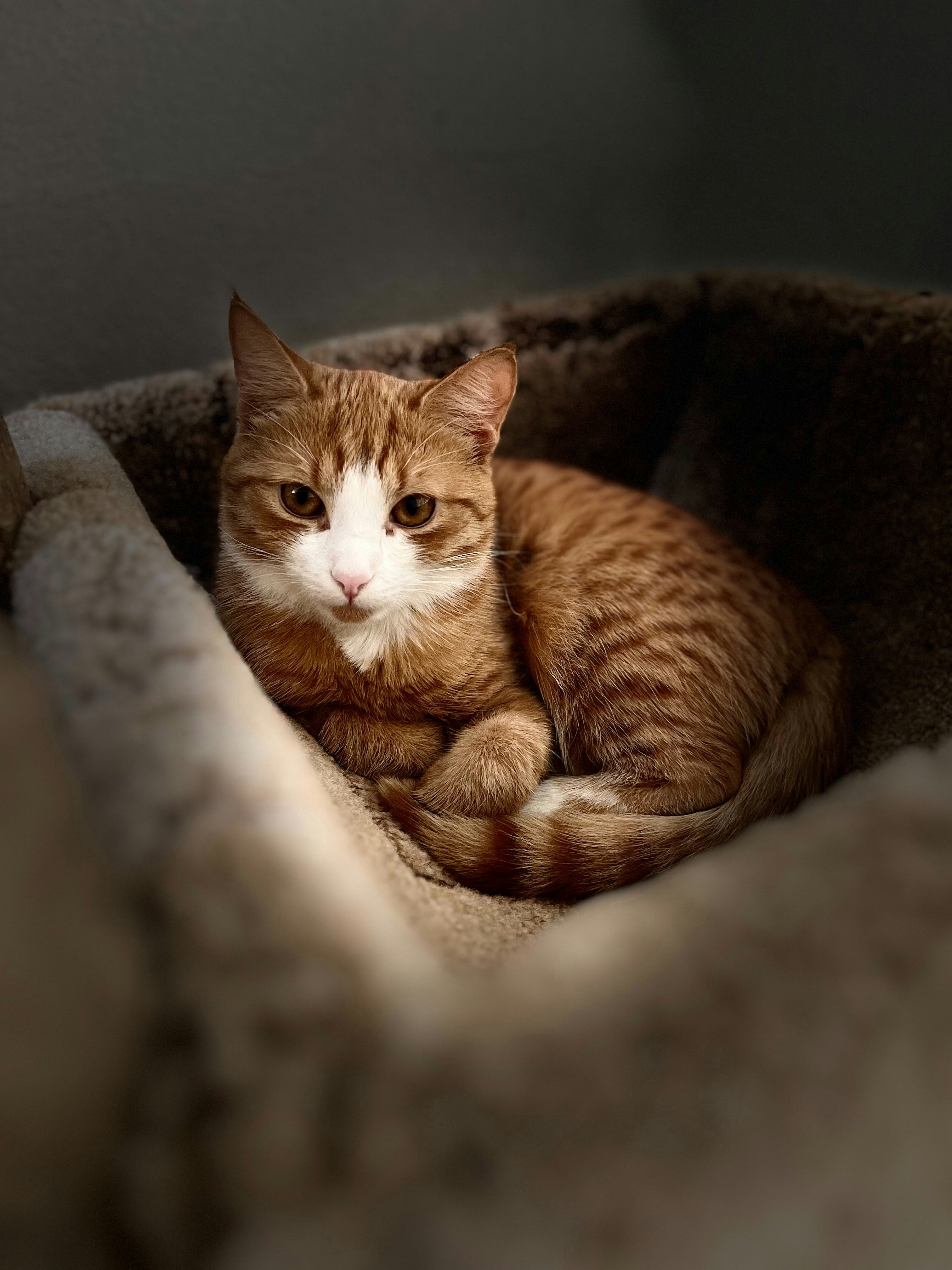 Whiskered Serenity in a Cozy Nook