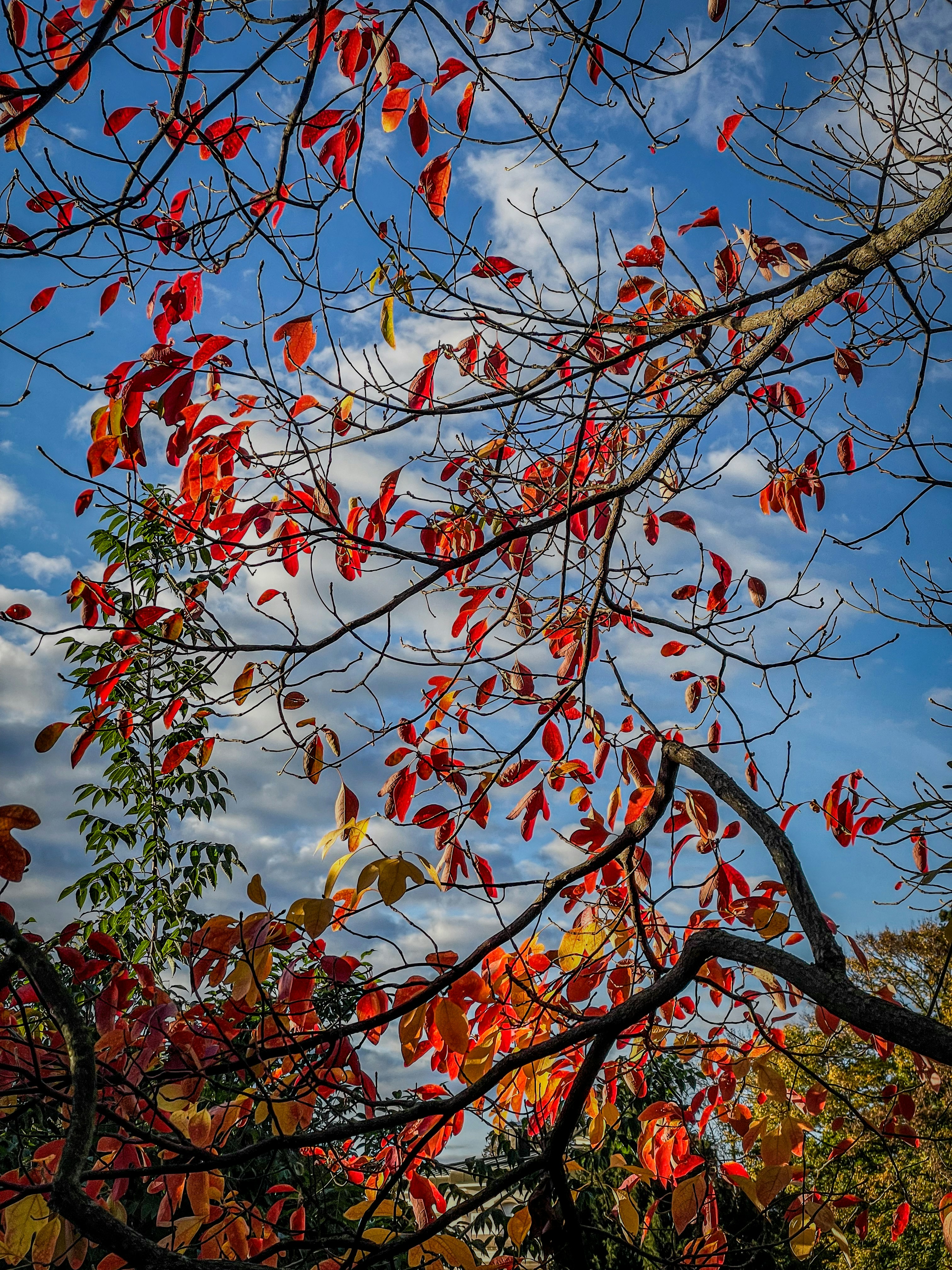 Autumn leaves against a bright blue sky