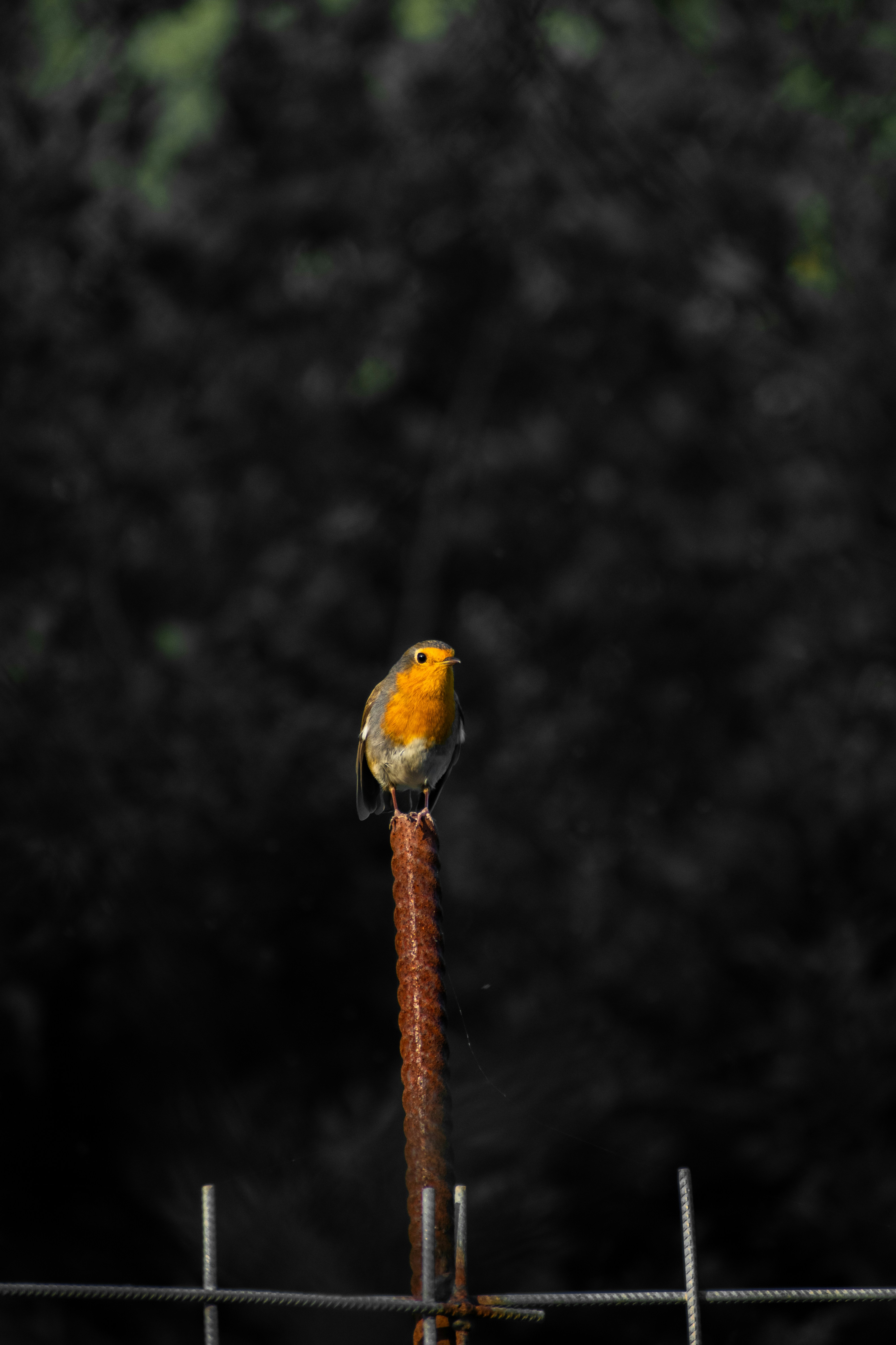Crimson Robin Perches on a Rusted Spire in a Shadowed Backyard