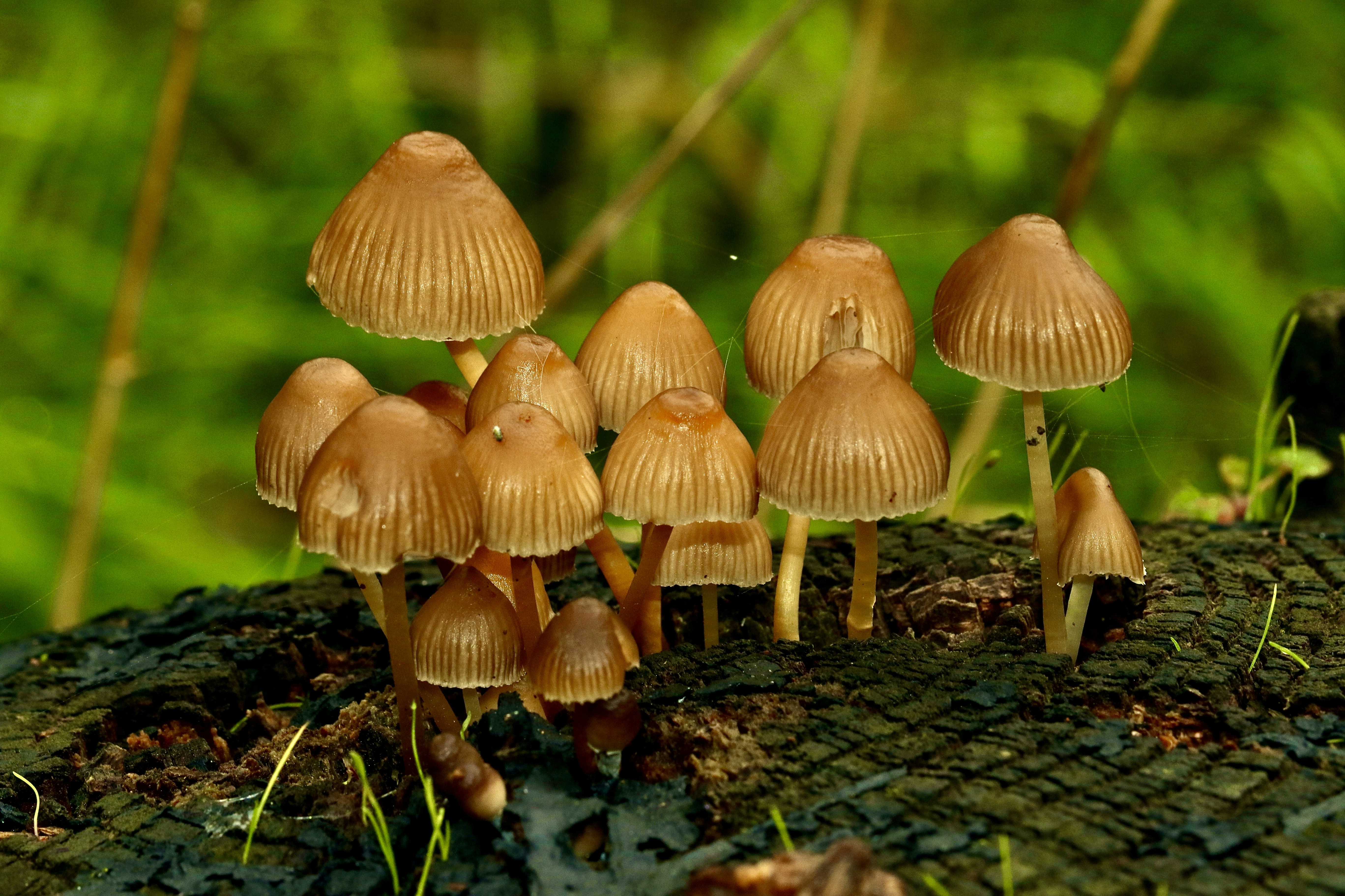A cluster of small brown mushrooms on a log.