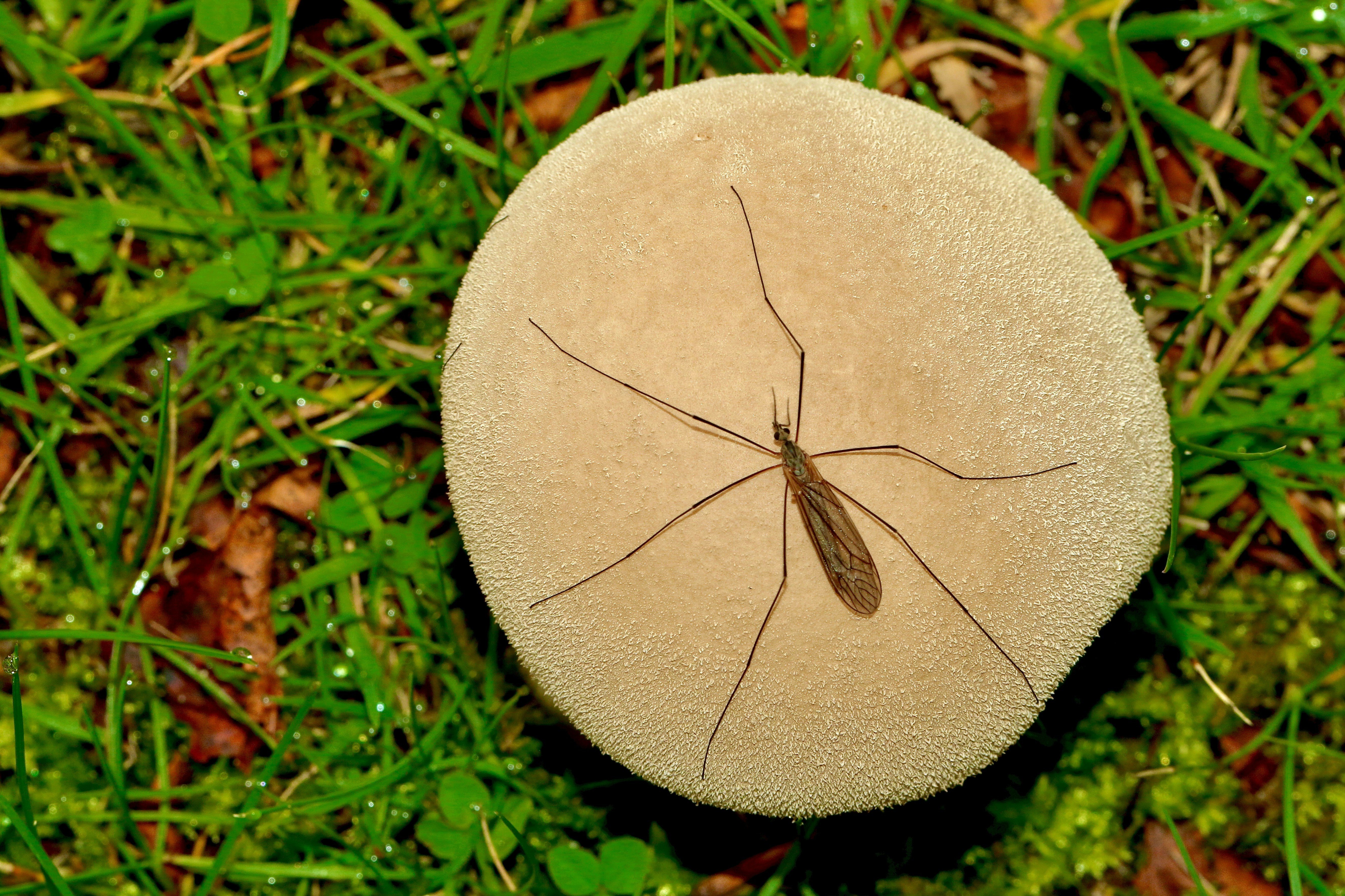 Nature's Intricate Balance: The Dance of Insect and Fungi