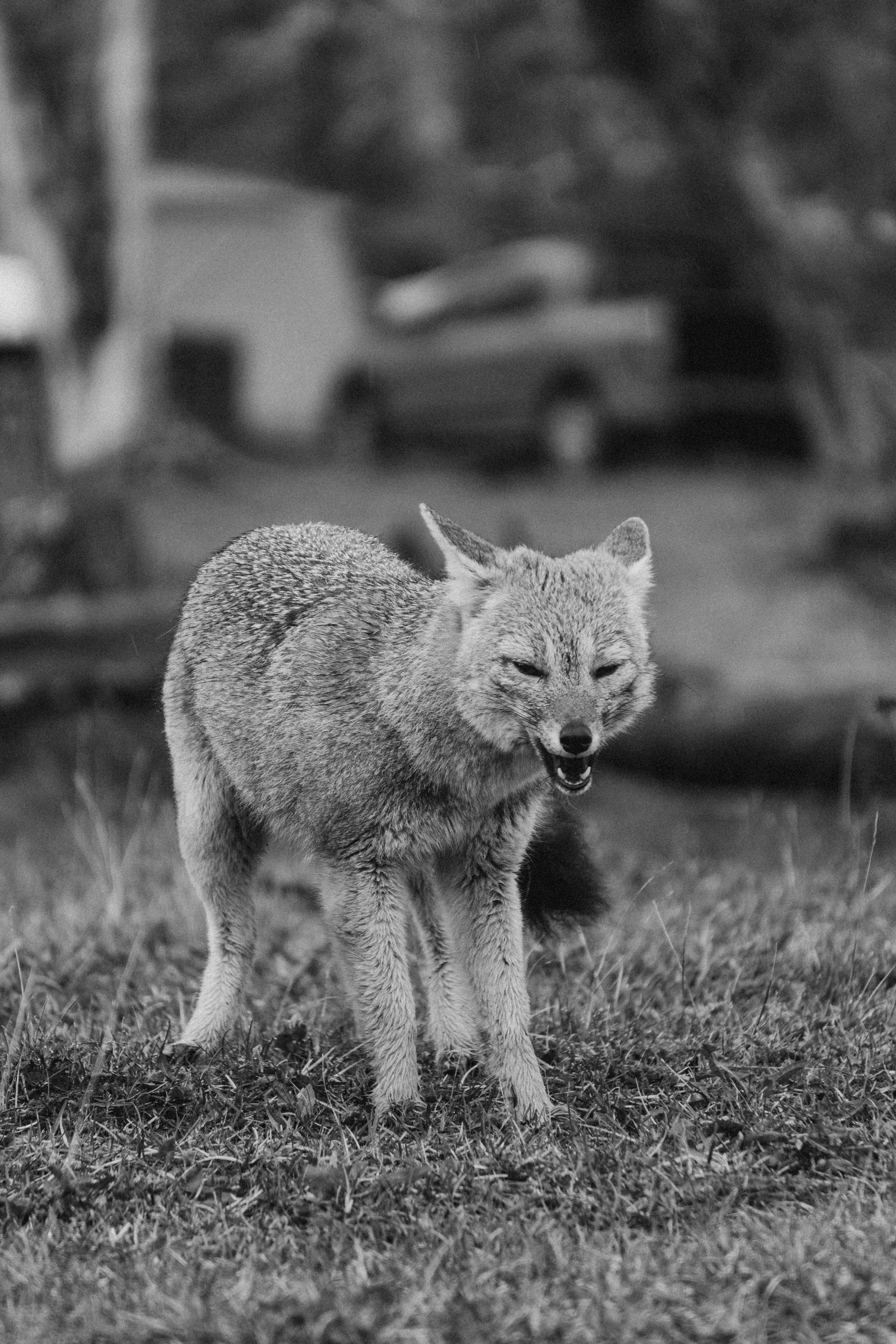 Zorrito patagónico. | A fox with its mouth open in a field