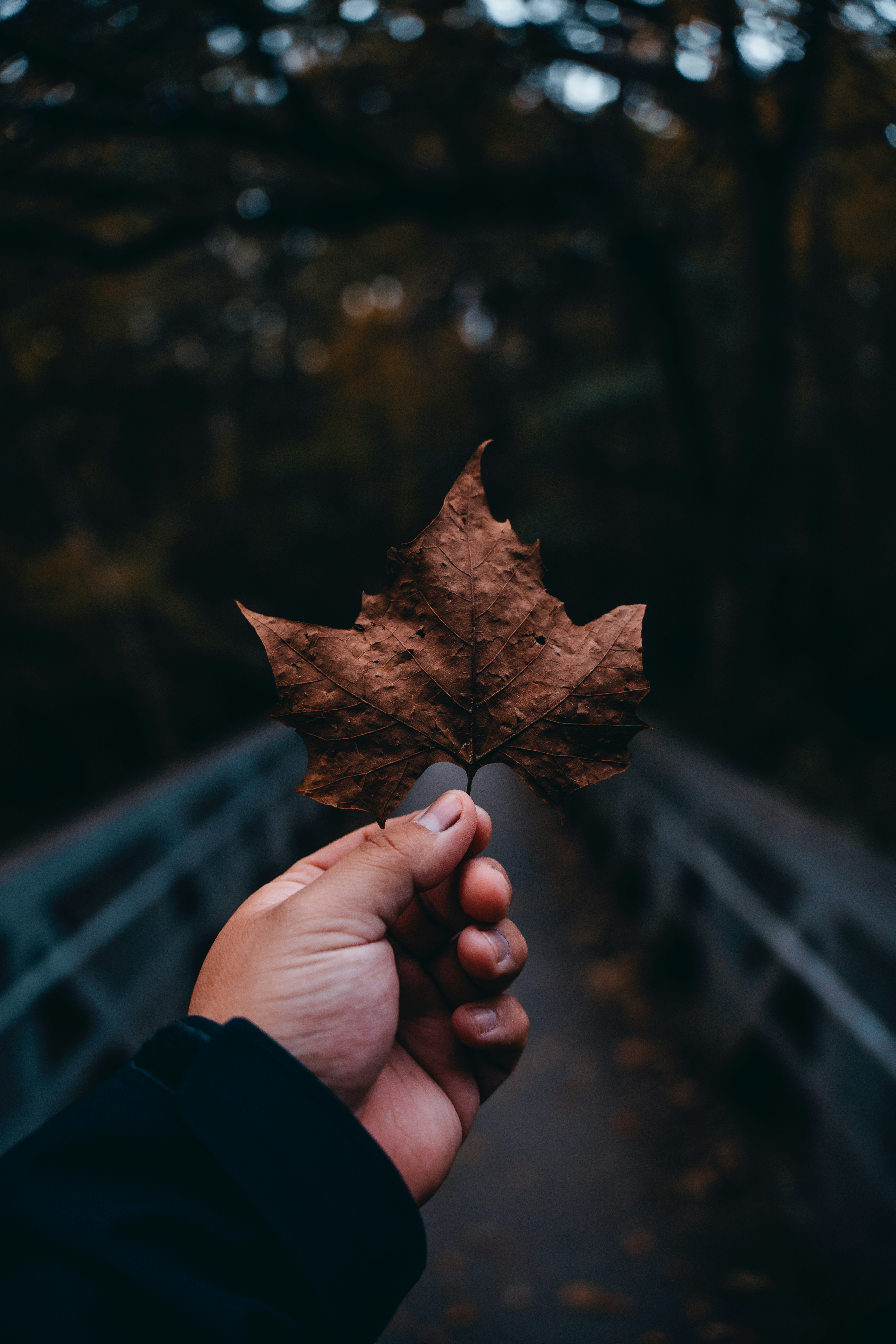 Fall fever. | Hand holding a dry brown maple leaf with bridge background