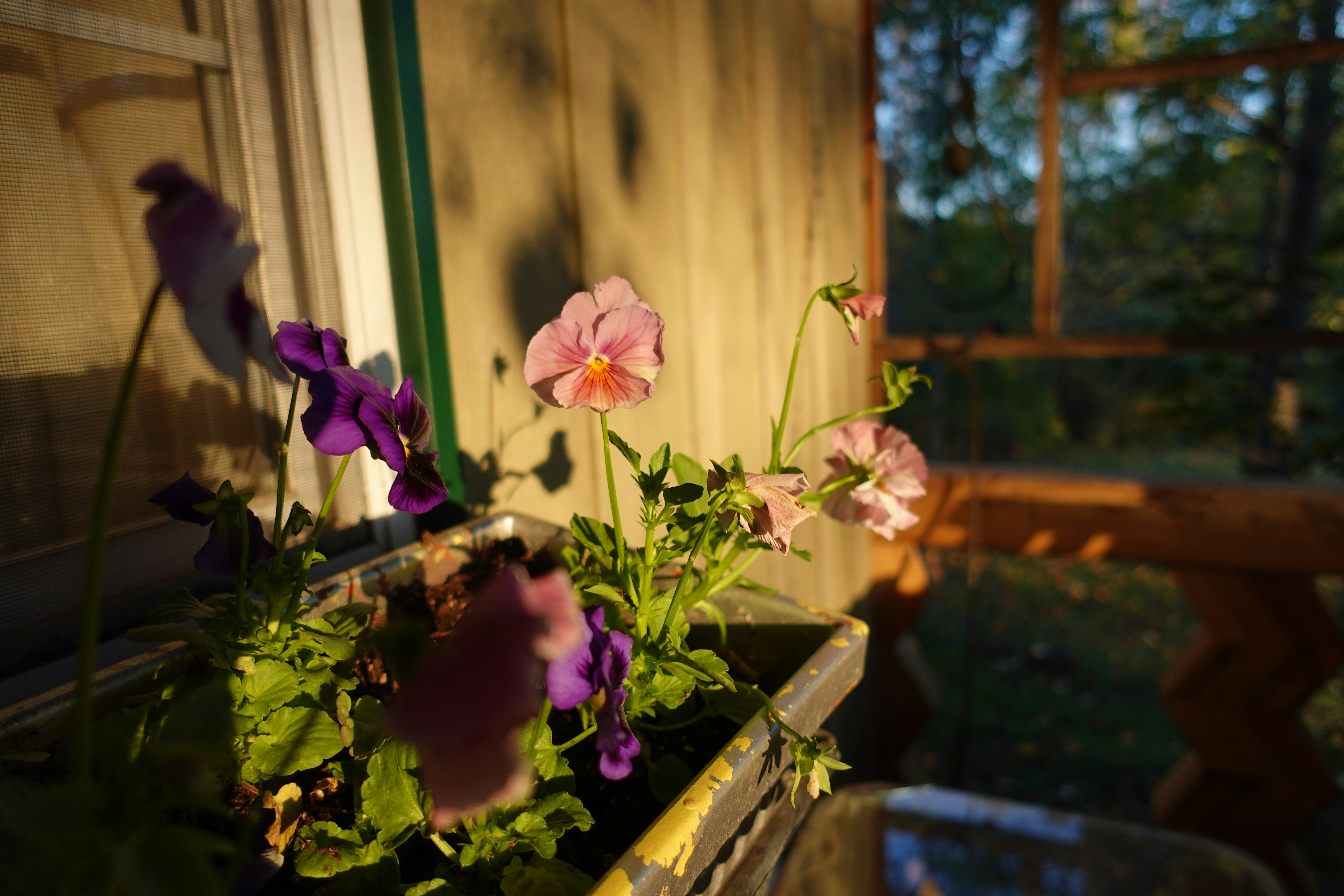 Whispers of Spring: A Floral Embrace