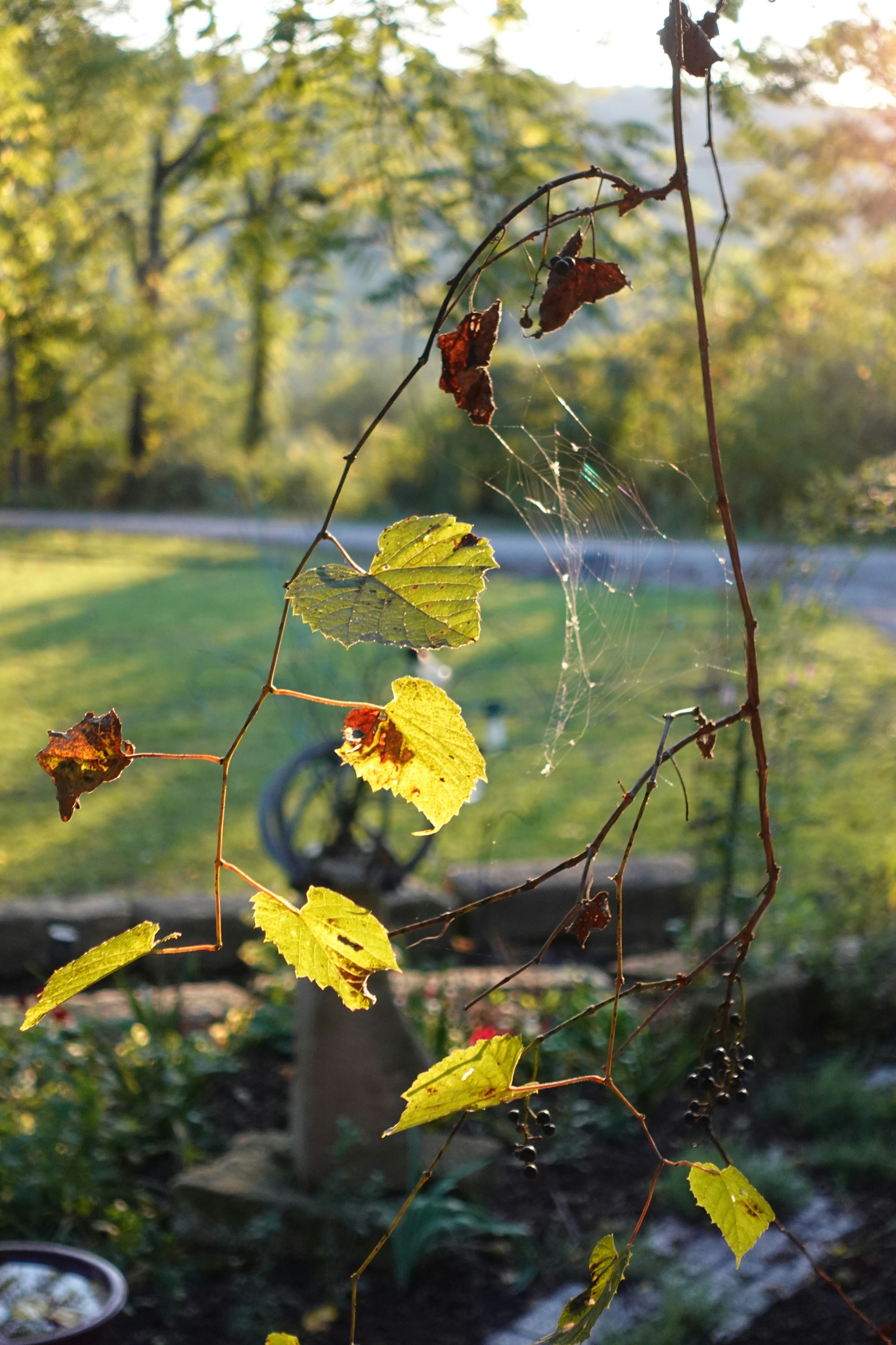 Whispers of Autumn: A Leafy Encounter