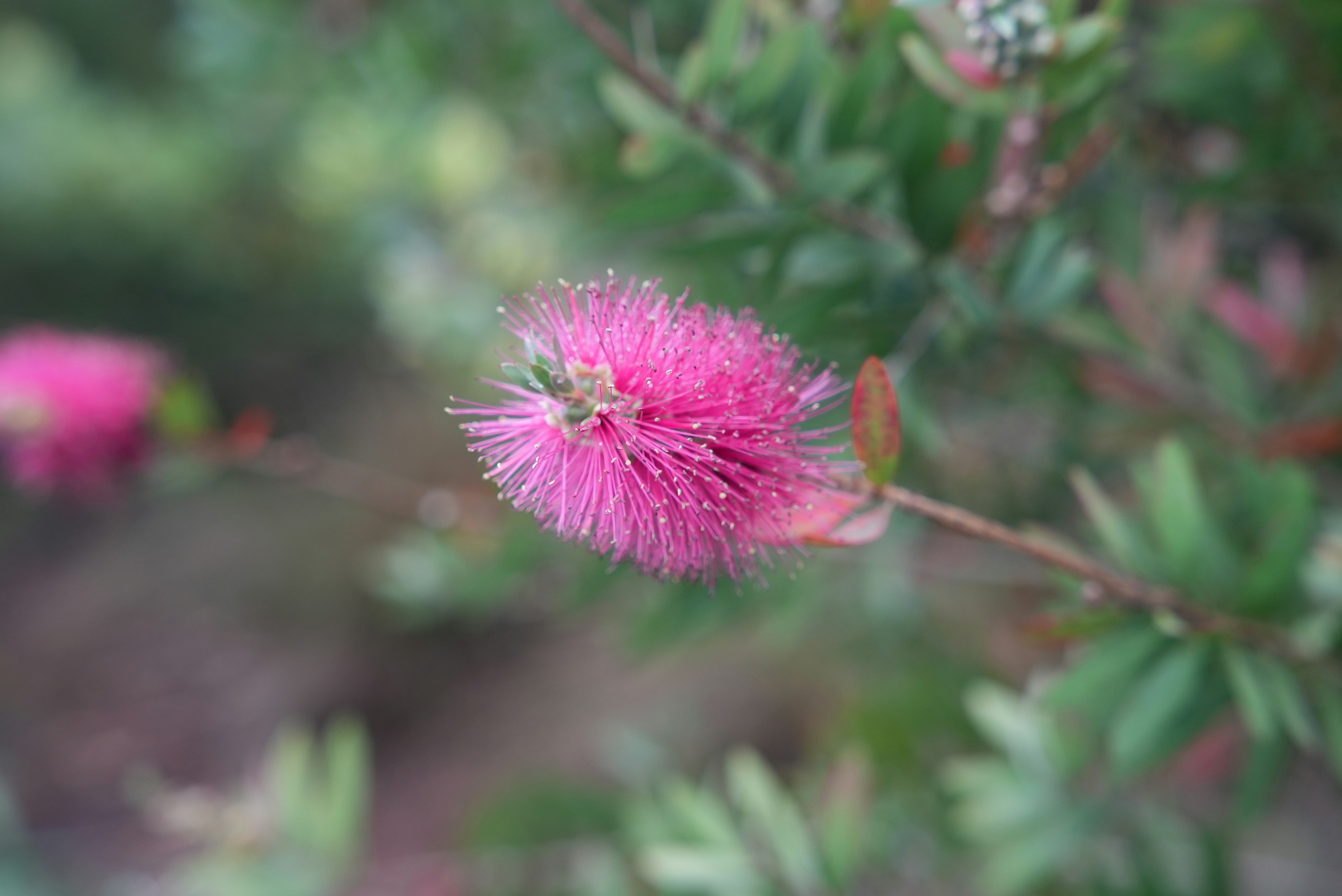 Whispers of Nature: The Vibrant Bloom