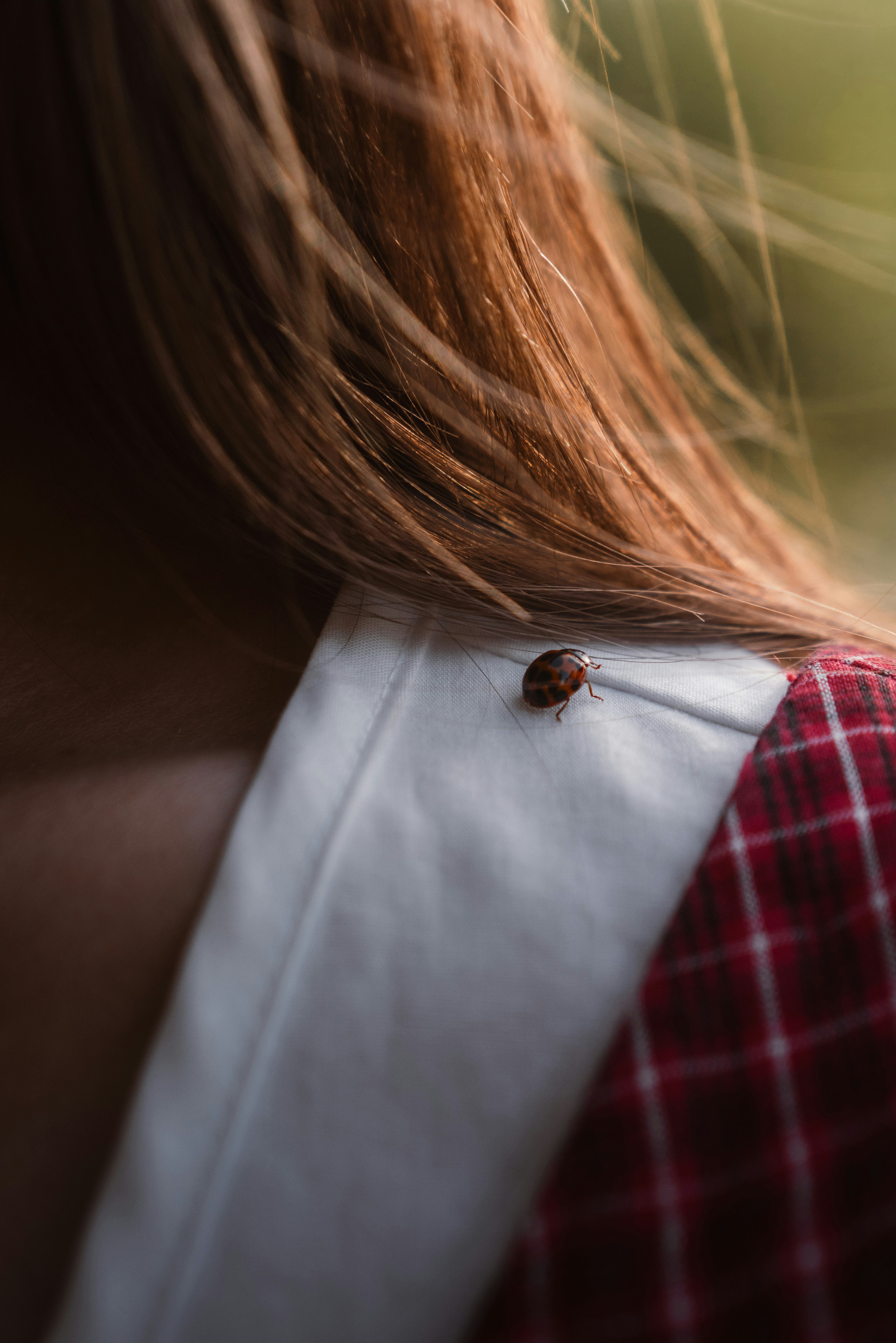Nature's Tiny Companion: A Ladybug's Journey