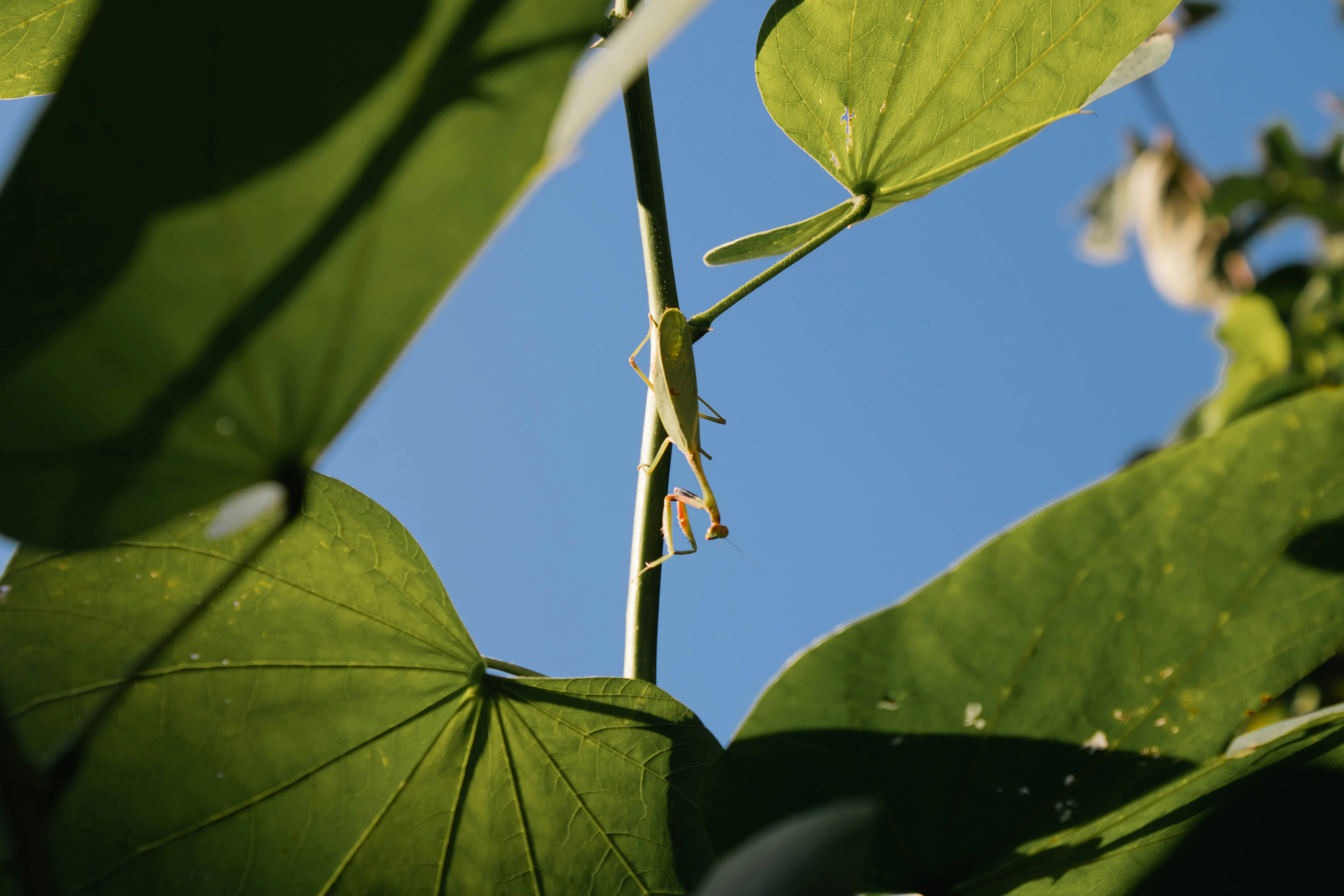 Nature's Intricate Dancer Amidst Green Canopy