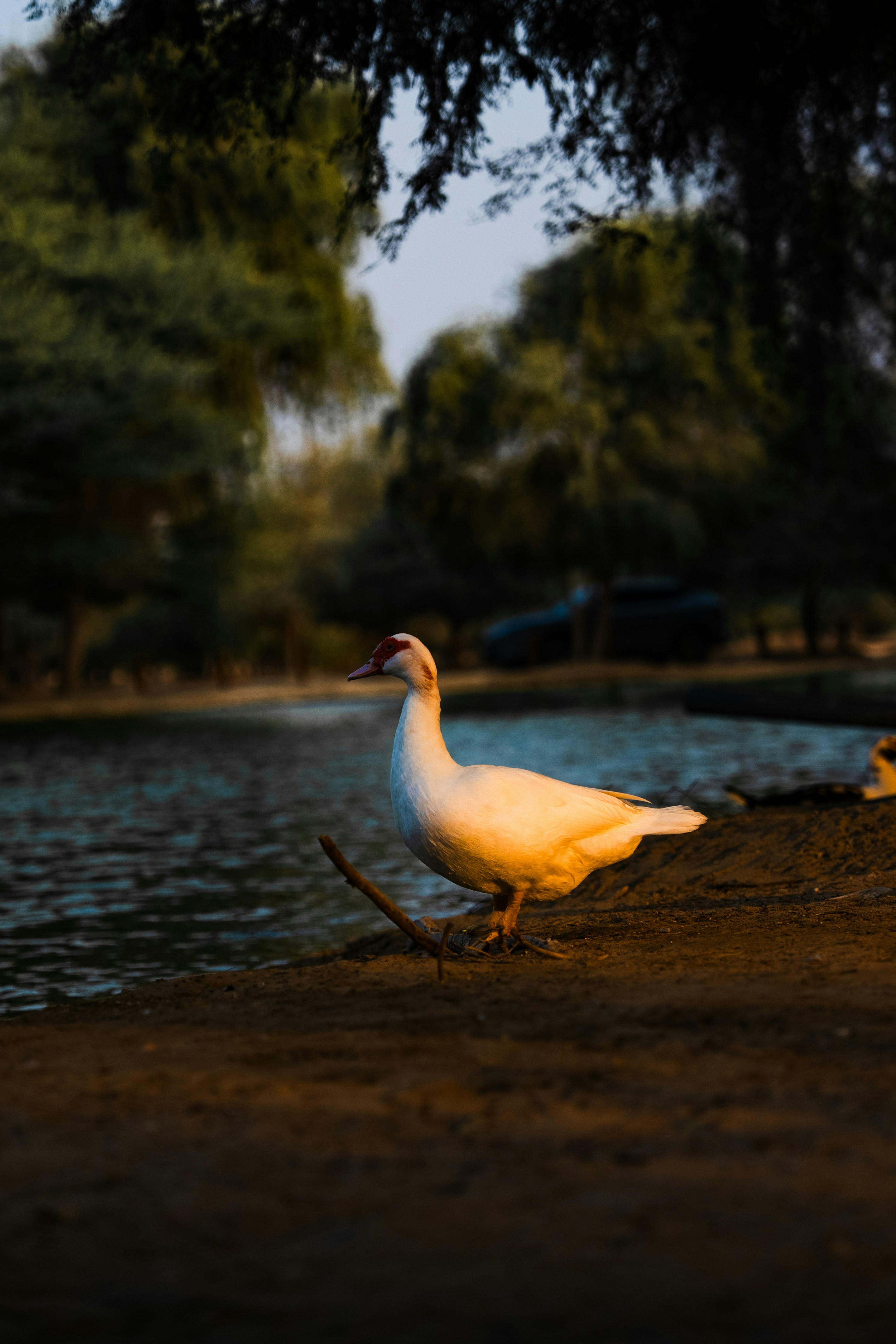 Transition captured. In this exact second between day and night, the heron inhabits two worlds simultaneously, reminding us that beauty exists in the margins. | A white duck stands by a calm lake.