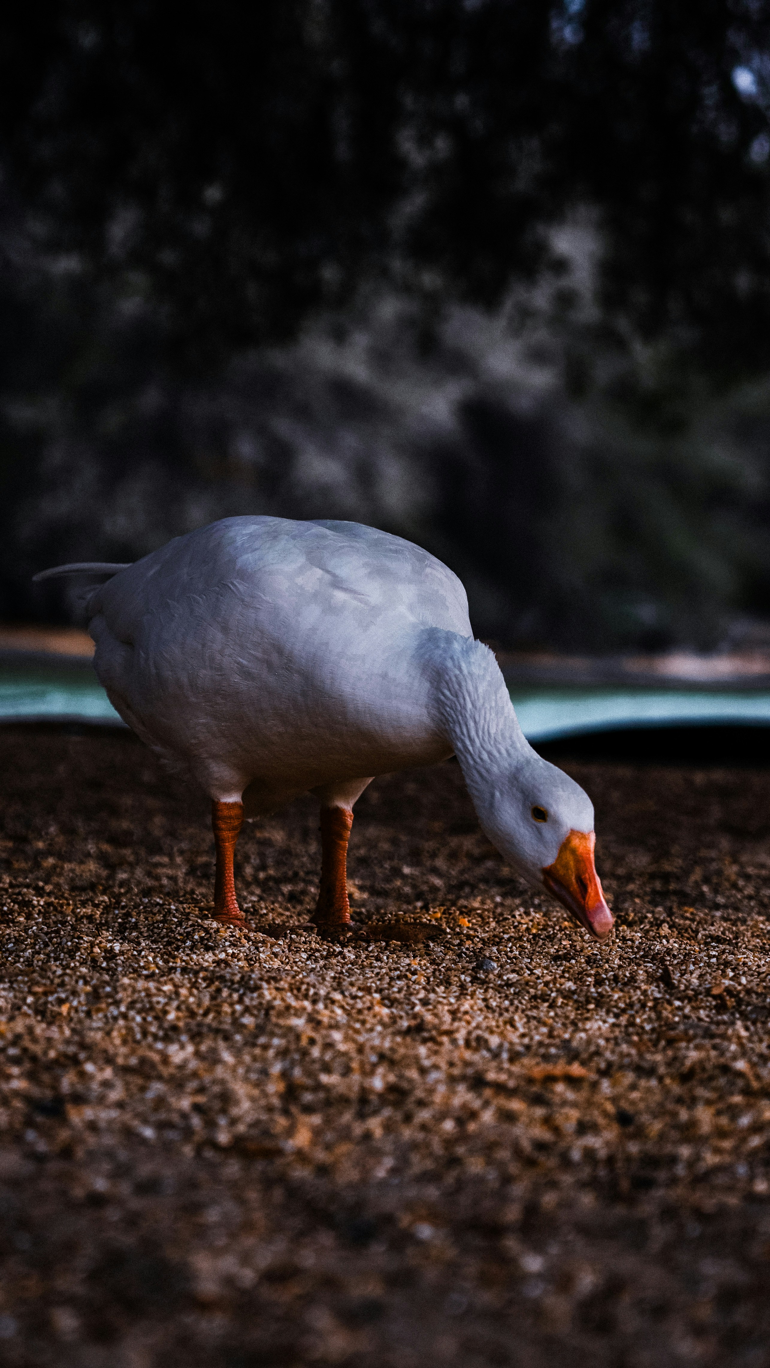 Absolute concentration. Every muscle aligned for the perfect moment, the bird exemplifies the patience and precision that humans take lifetimes to develop. | A white goose pecking at the ground