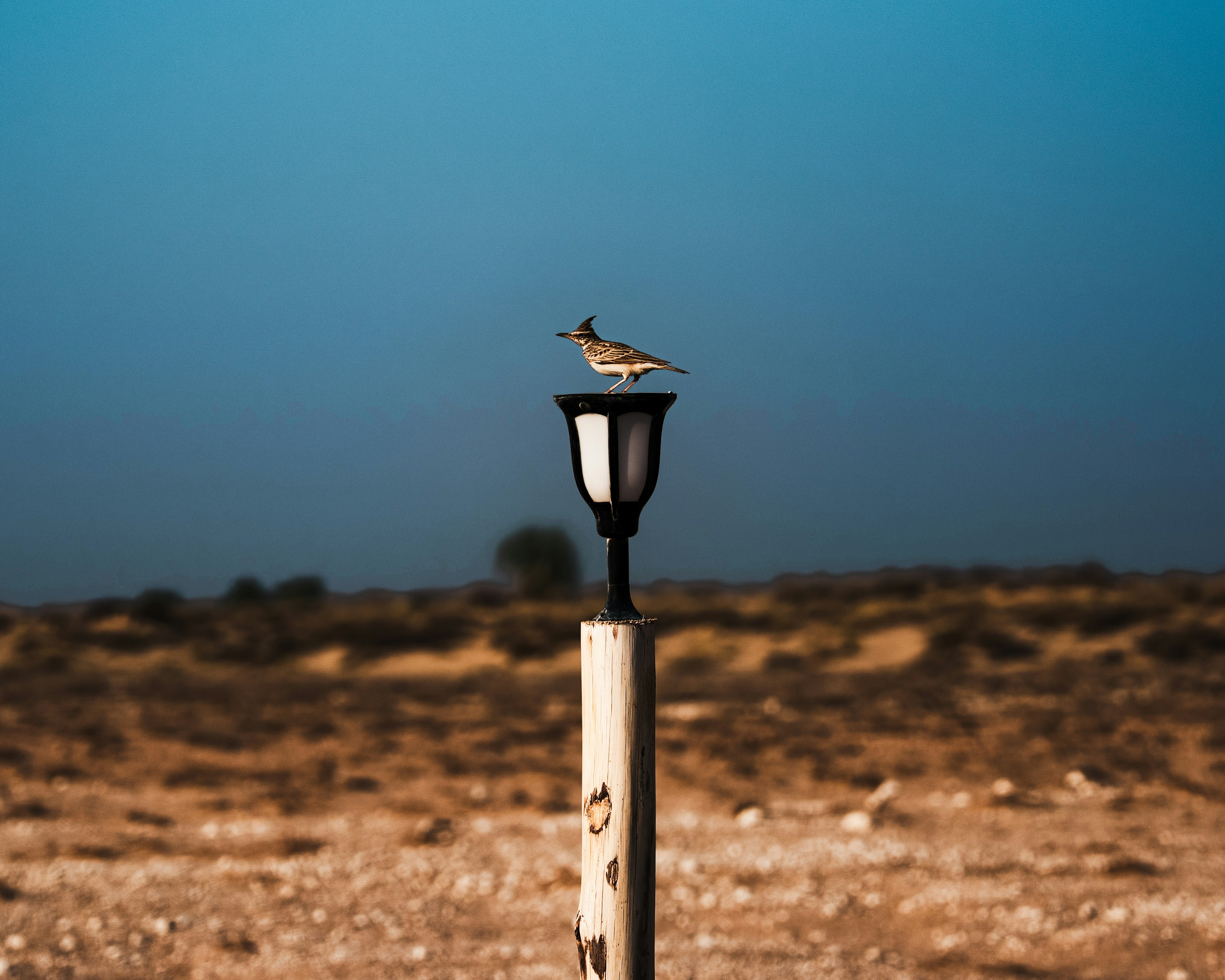 Life insists. In a desert of gray monotony, this tiny bird perches with authority—a silent cry that nature always finds a way, always prevails. | Bird perched on a lamp post in a desert