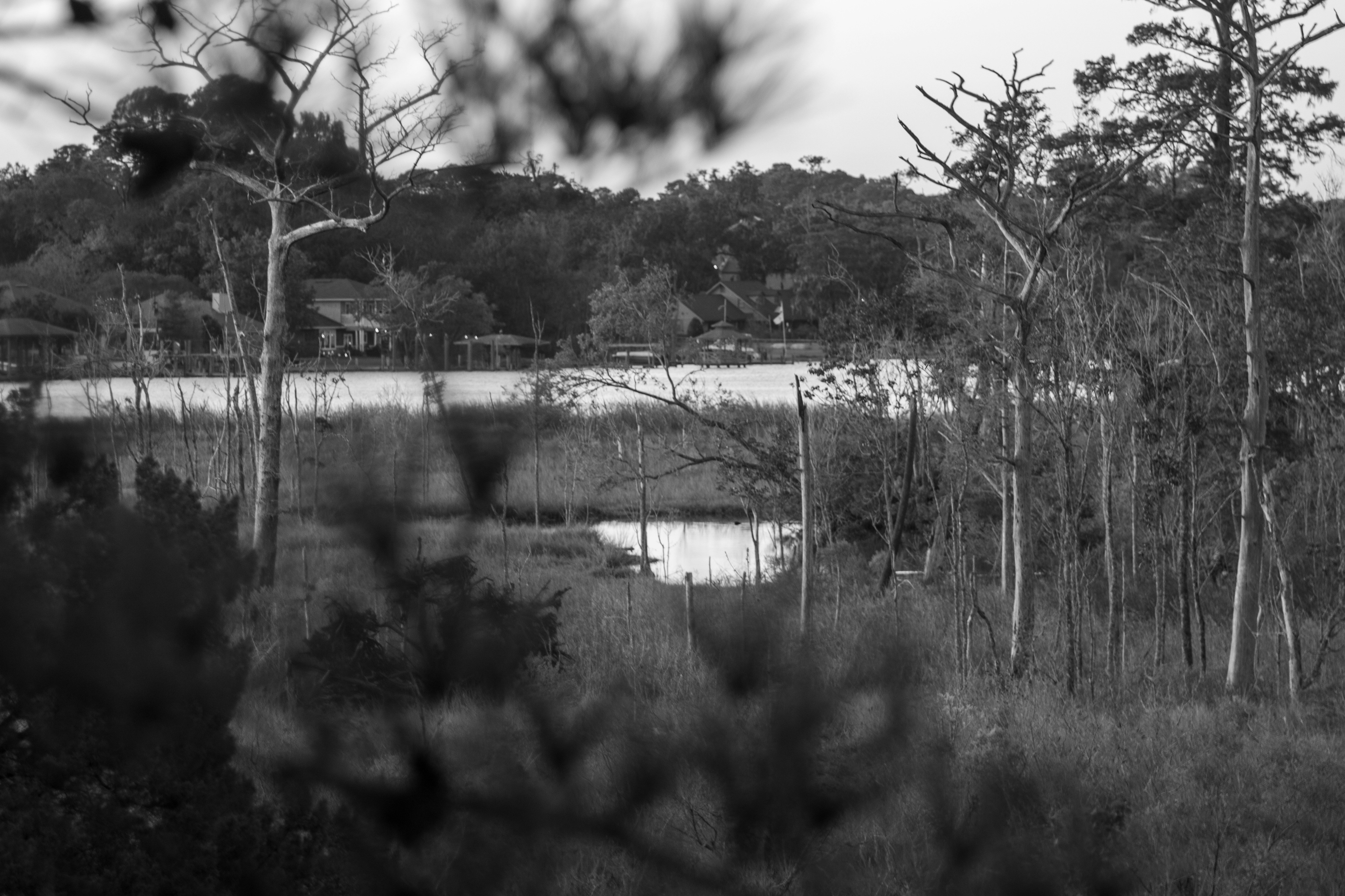 Whispers of the Wetlands